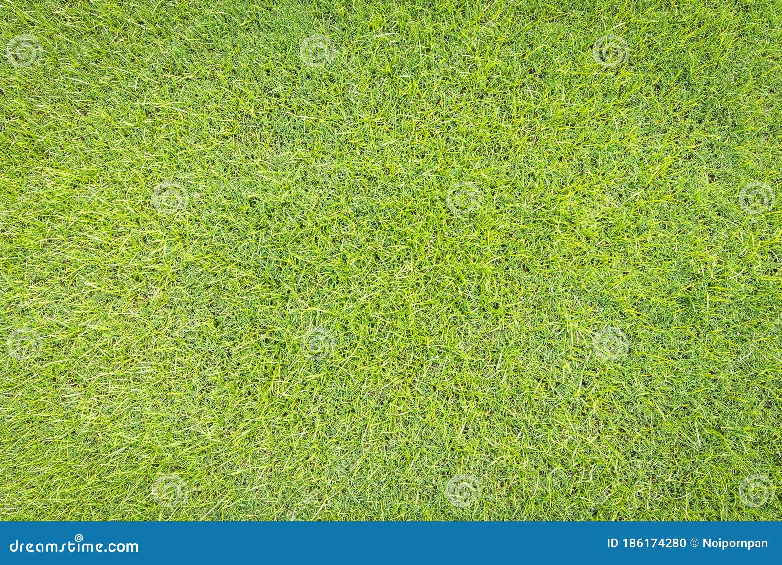 Natural Grass Texture Pattern Background Golf Course Turf Lawn from Top ...