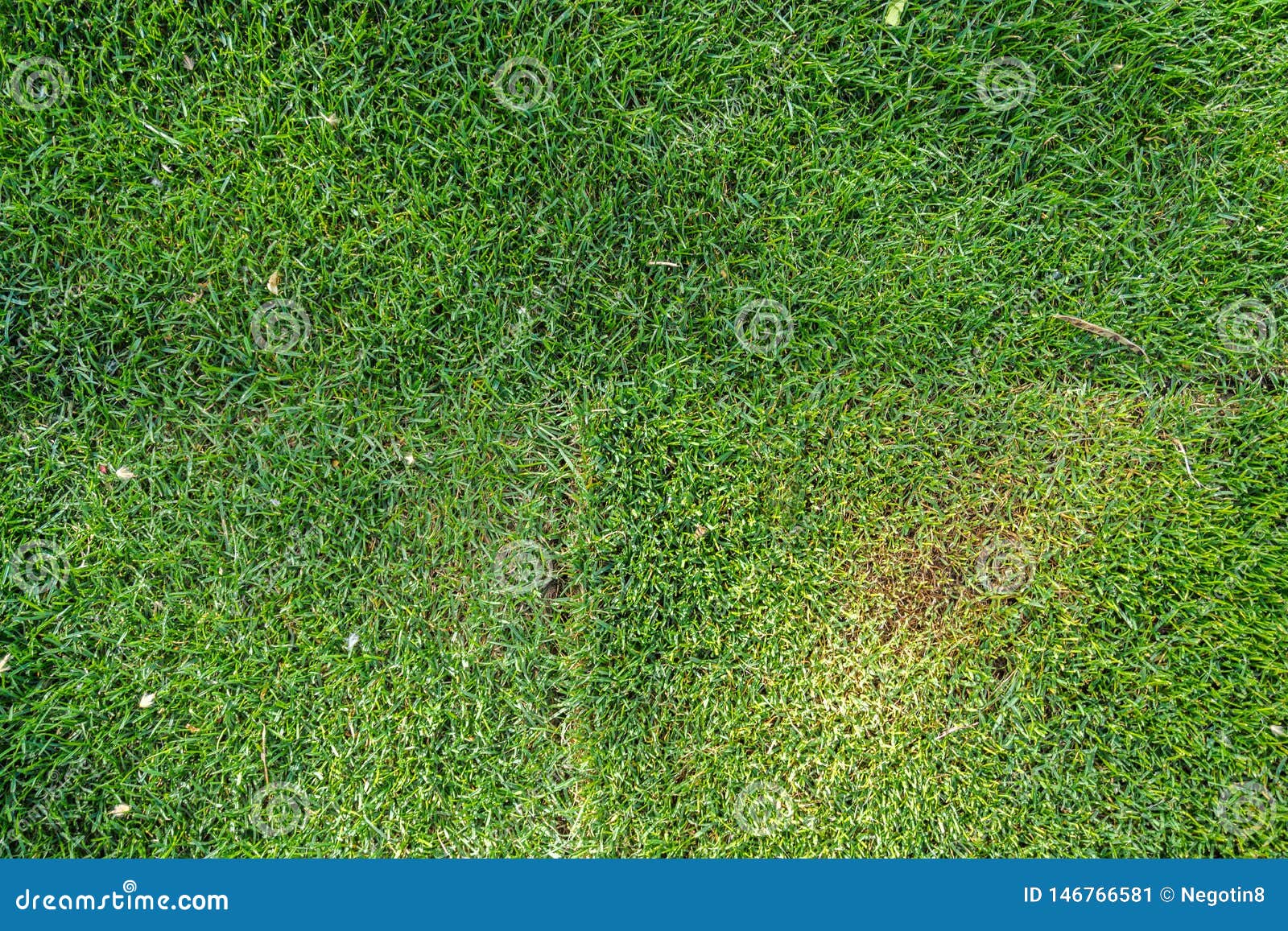 Natural Grass Texture Pattern Background Golf Course Stock Image ...