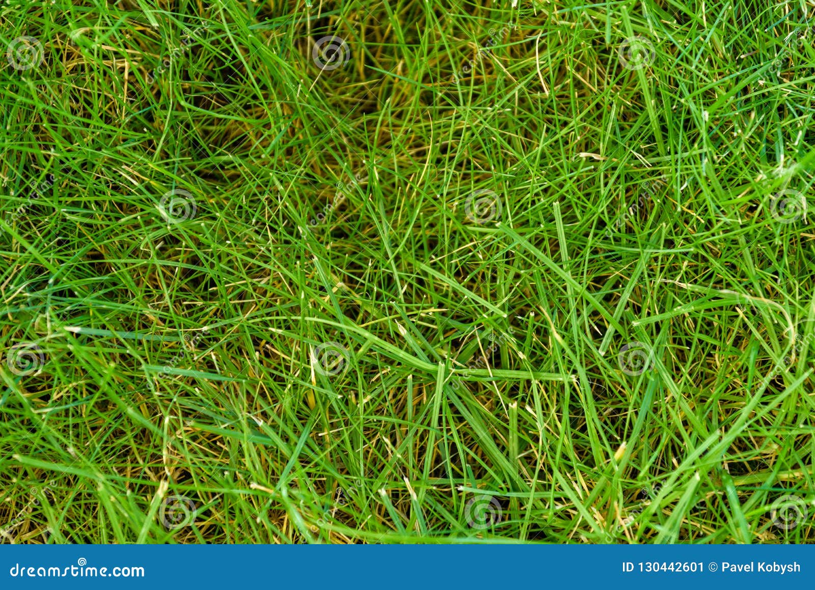 Natural Grass Texture Pattern Background Golf Course Turf from Top View ...