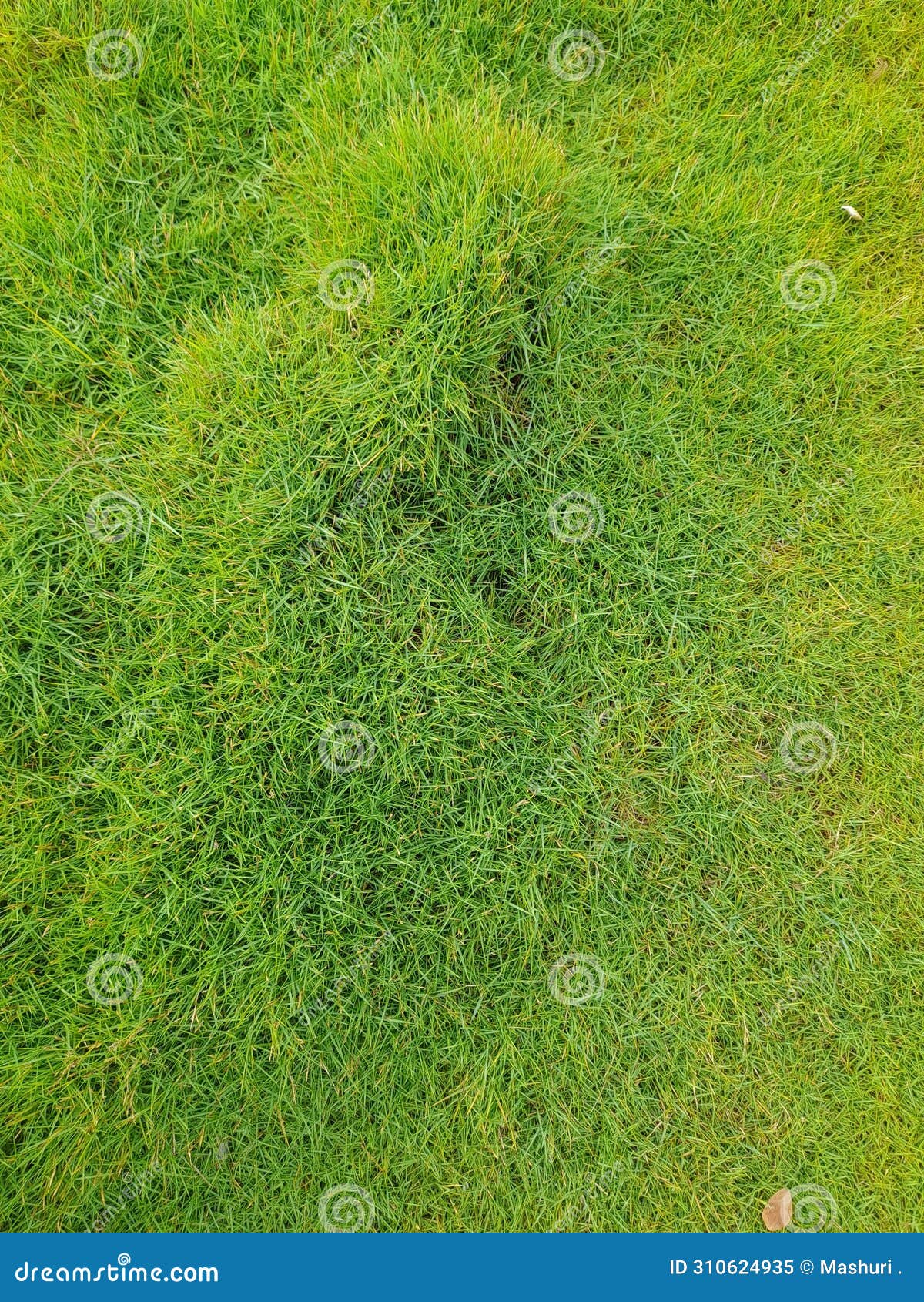 Natural Grass Top View Suitable for Graphic Design Background or ...