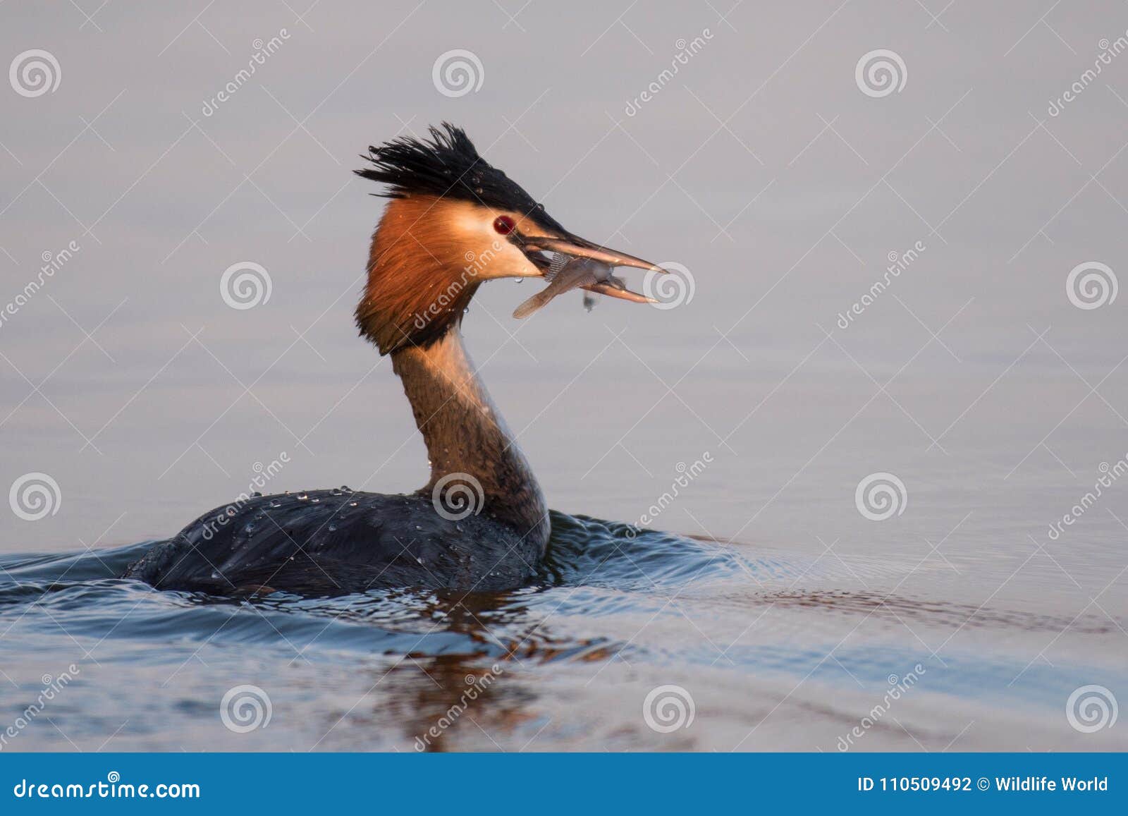 Natural Great Crested Grebe Podiceps Cristatus with Fish in Beak Stock ...