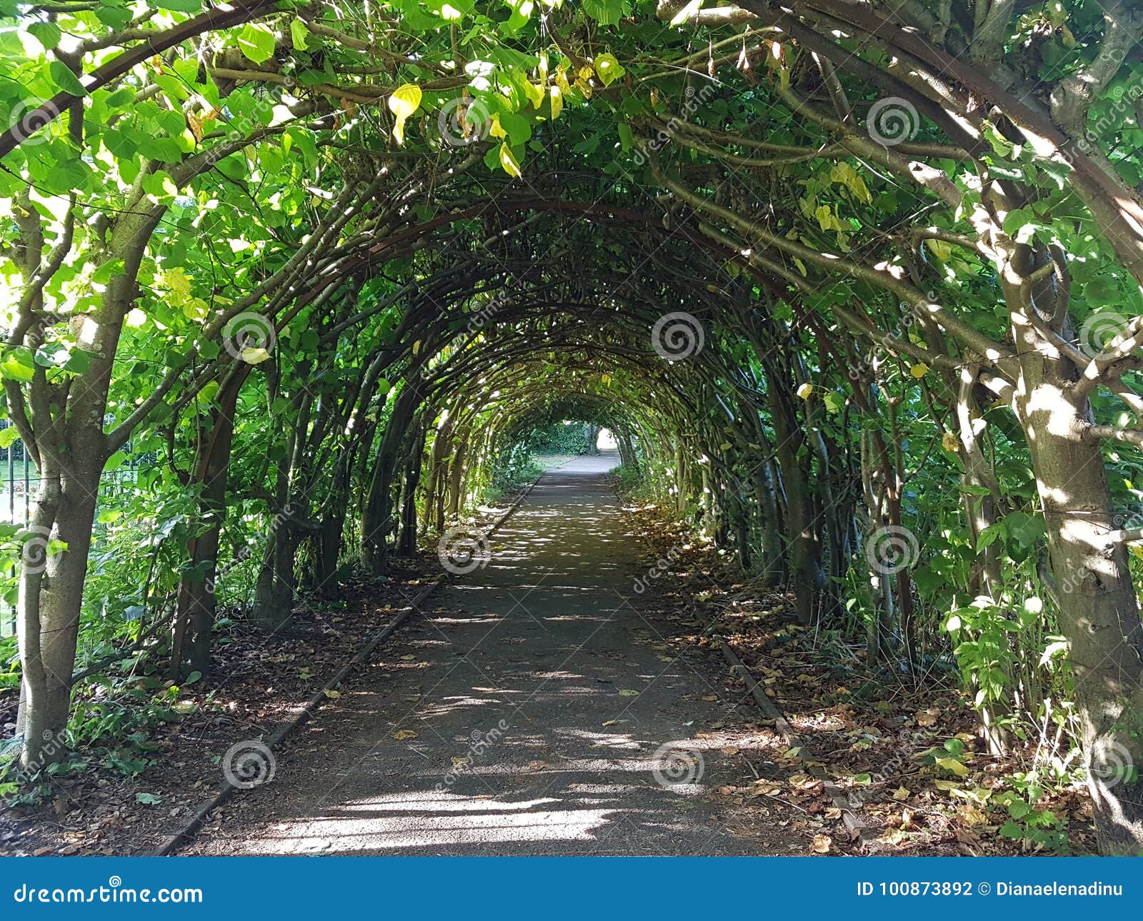 Natural Green Arch Over a Path Stock Photo - Image of path, vegetation ...