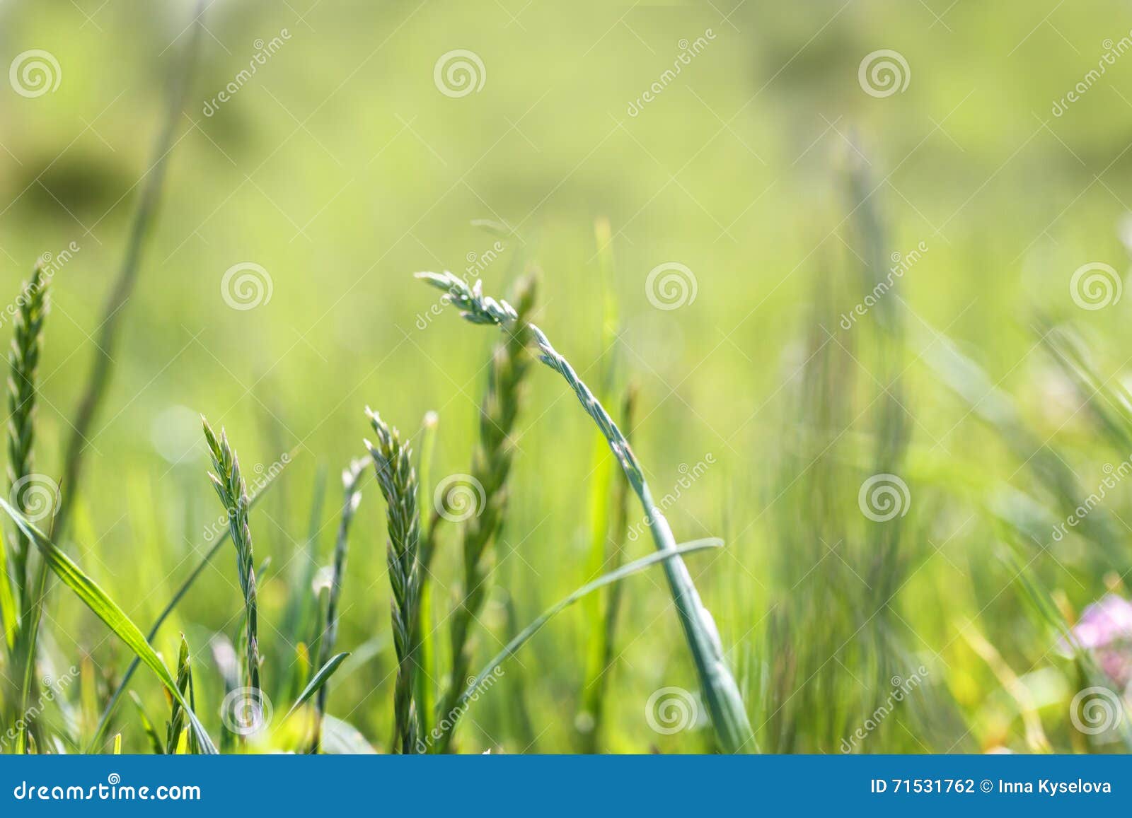Natural green background stock photo. Image of foliage - 71531762