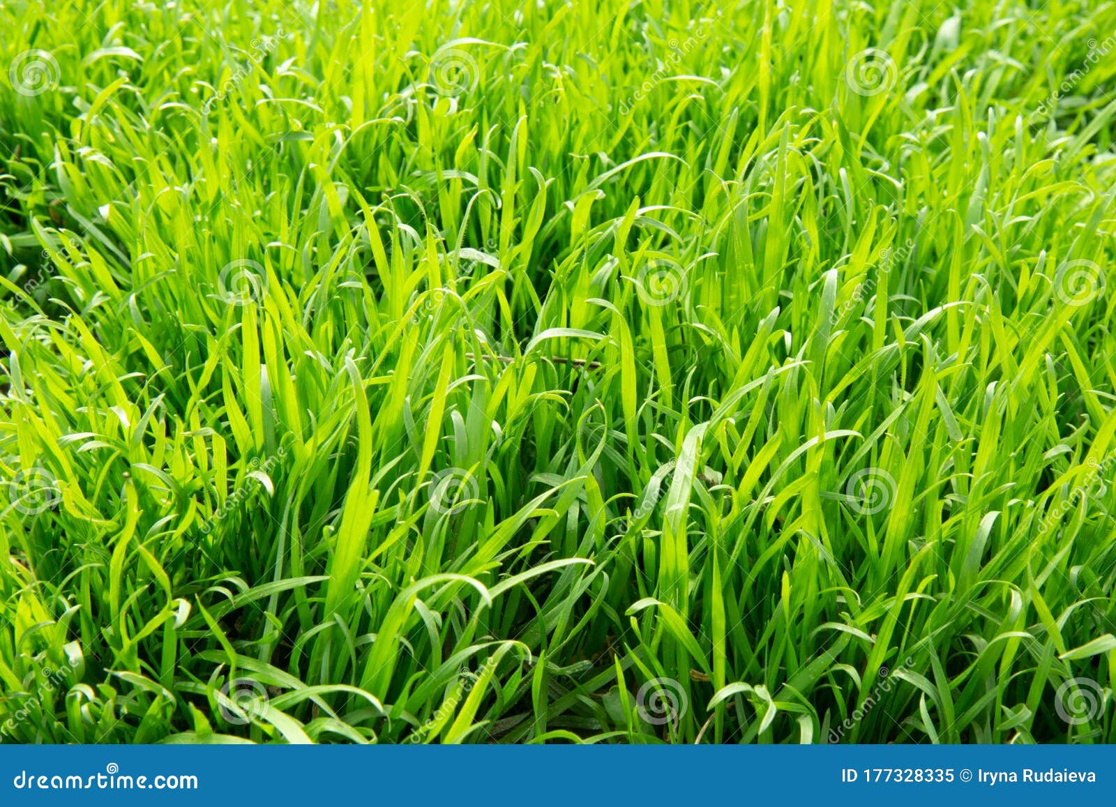 Natural Green Background with Grass Stock Image - Image of bright ...