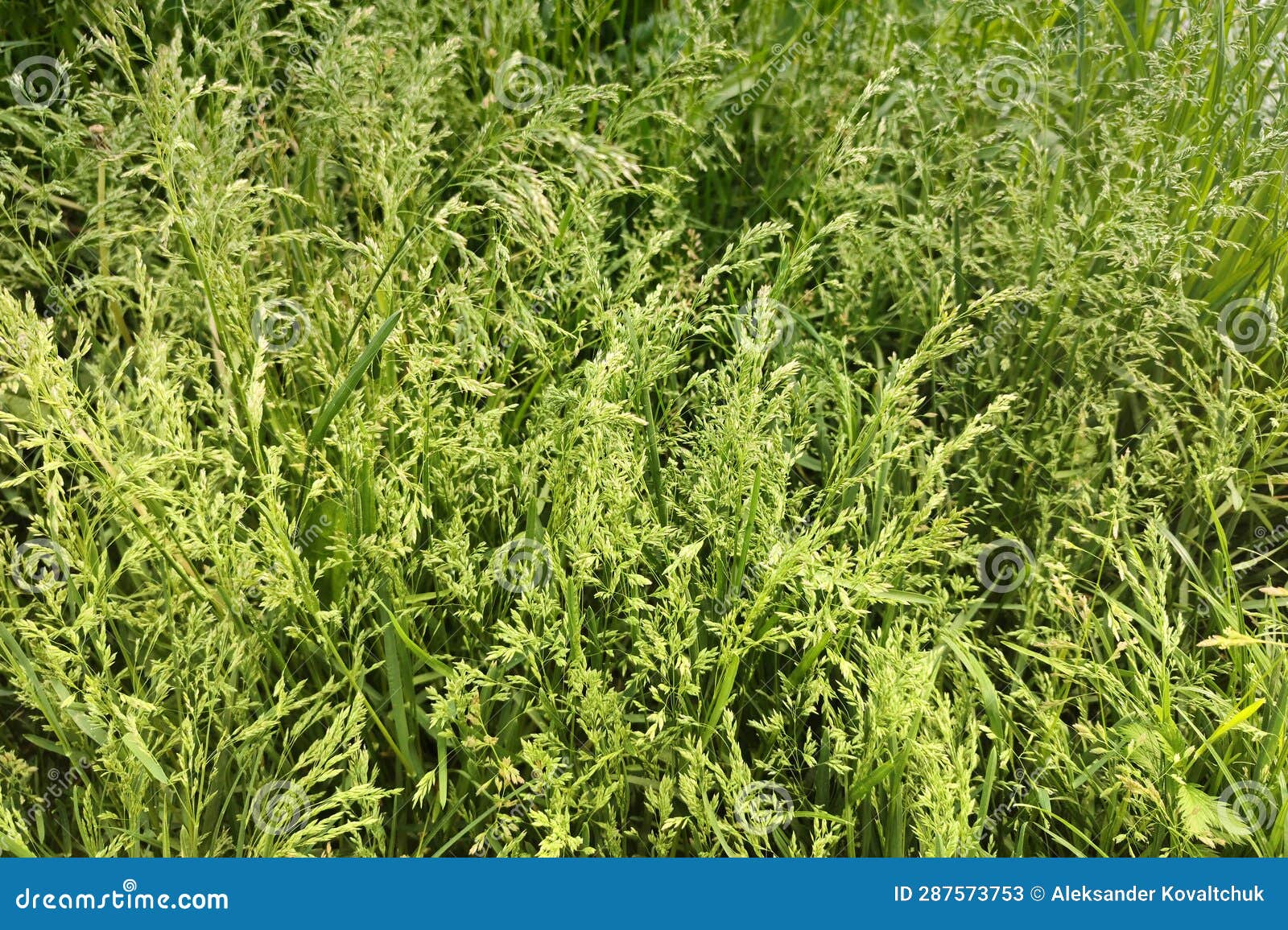 Natural Green Background from Green Leaves of Decorative Pants Stock ...