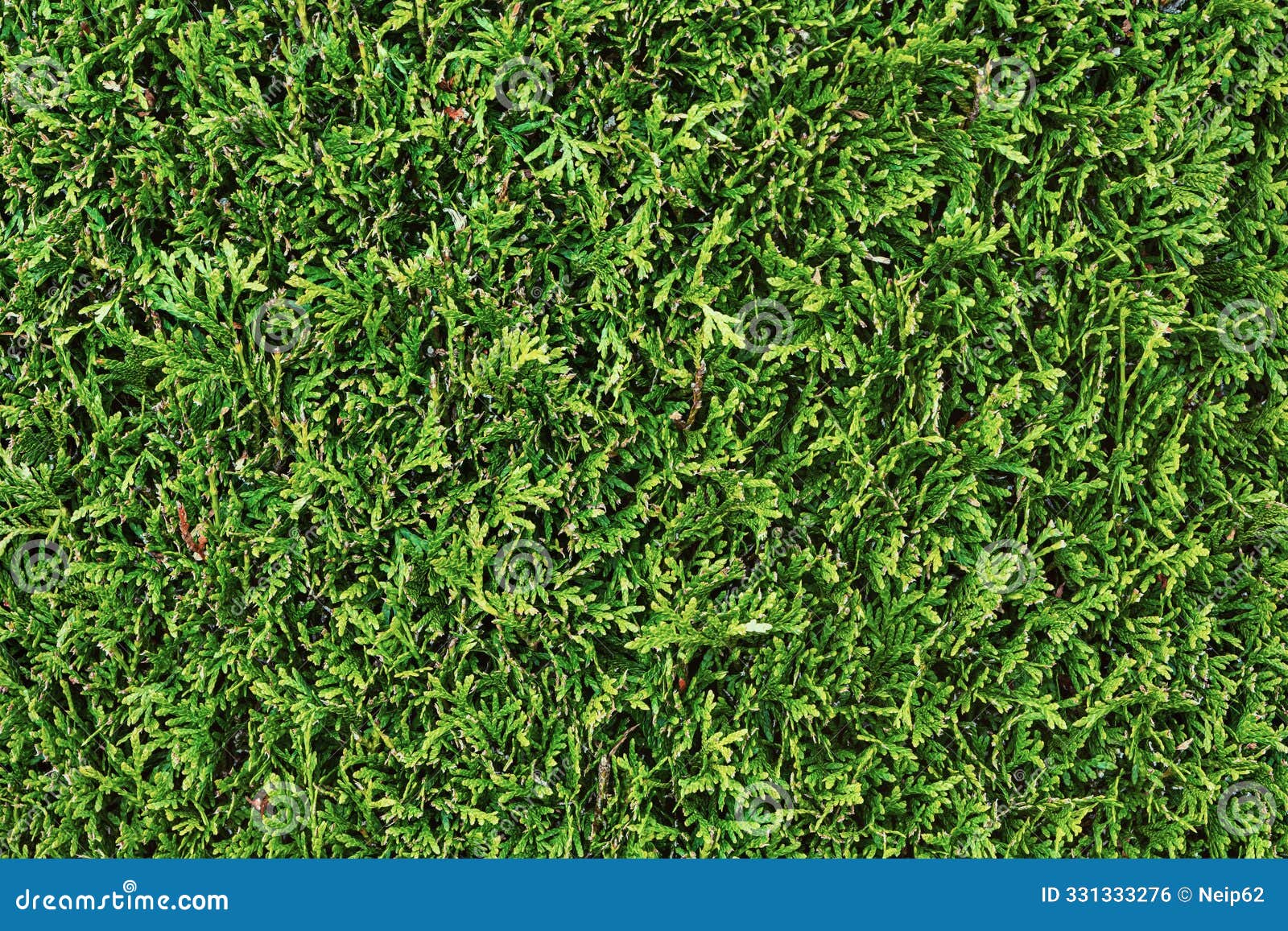 Natural Green Background from Plant Texture Stock Photo - Image of ...