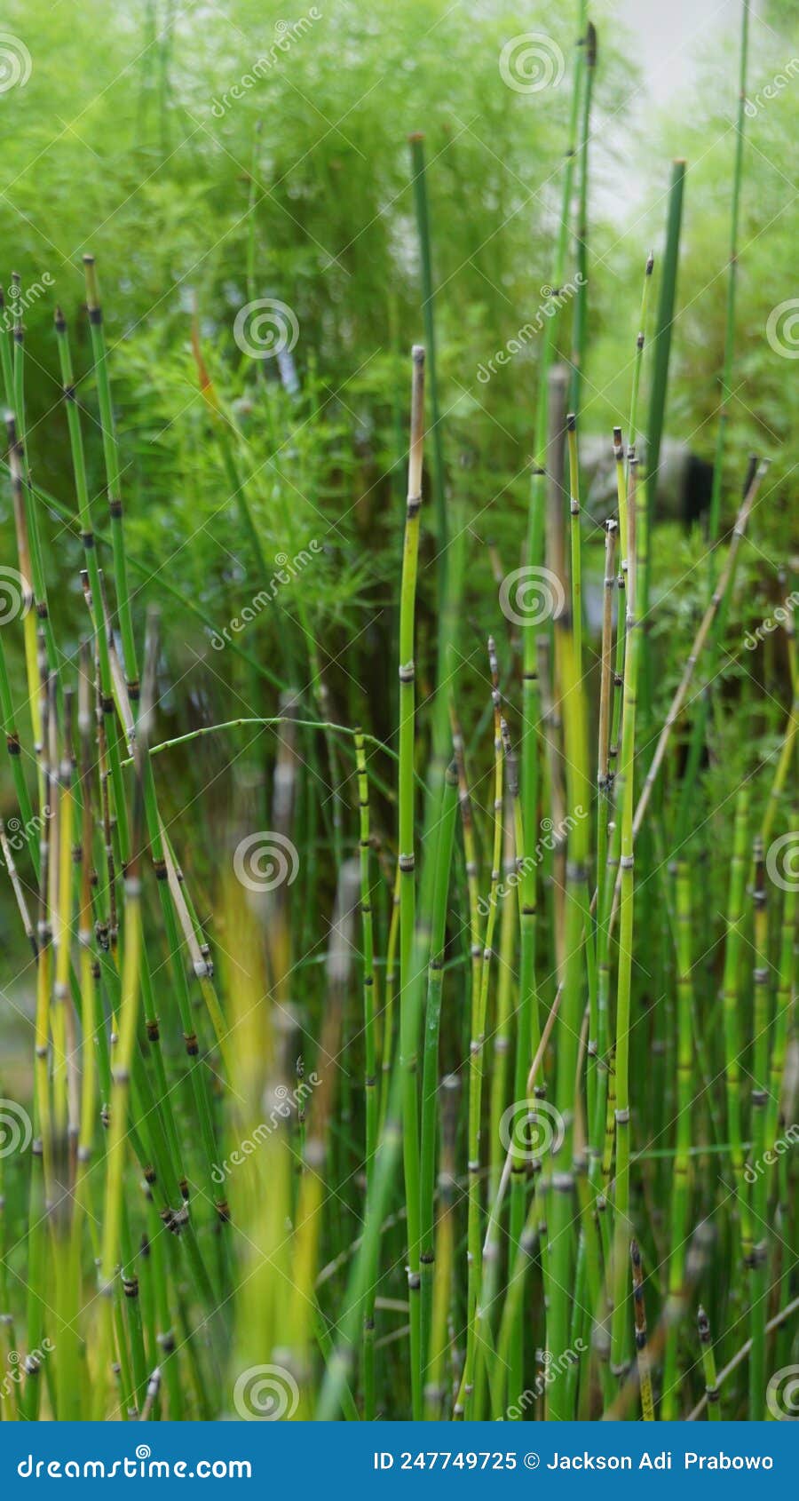 Natural Green Background with Reed or Bamboo Stock Image - Image of ...