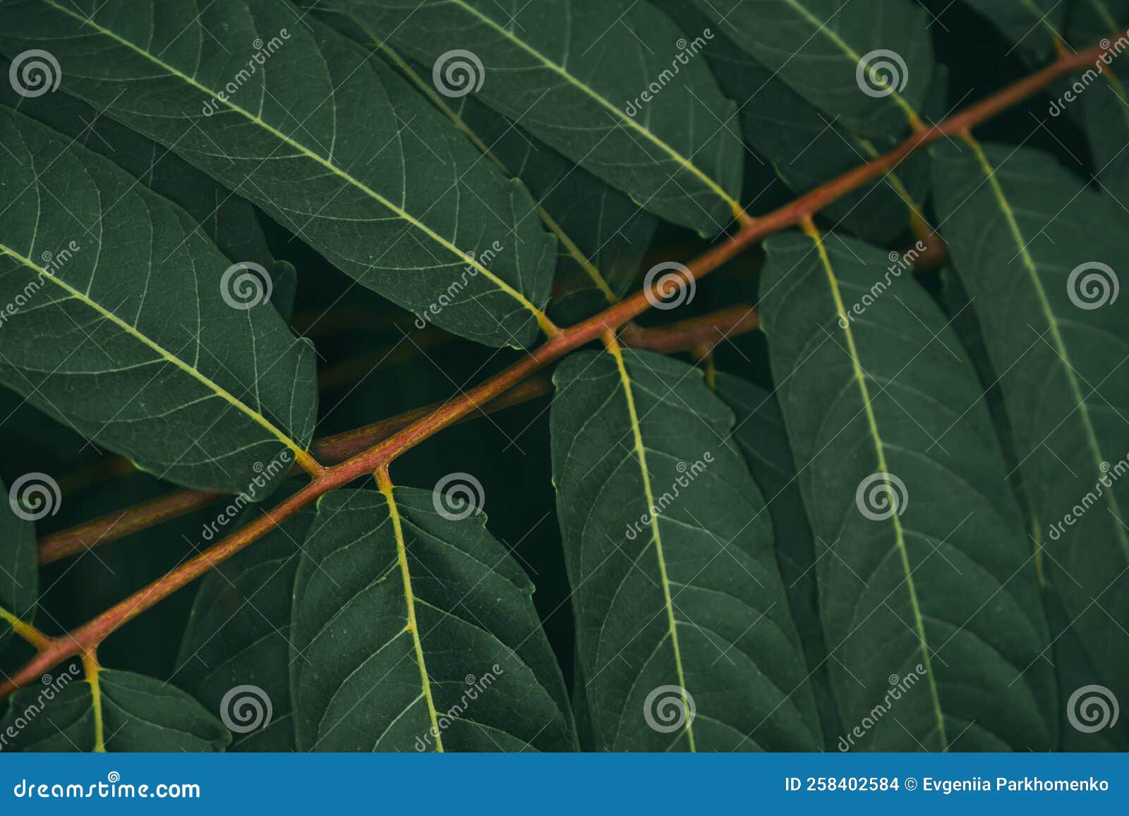 Natural Green Background with Tree Leaves. Fresh Tree Leaves Top View ...