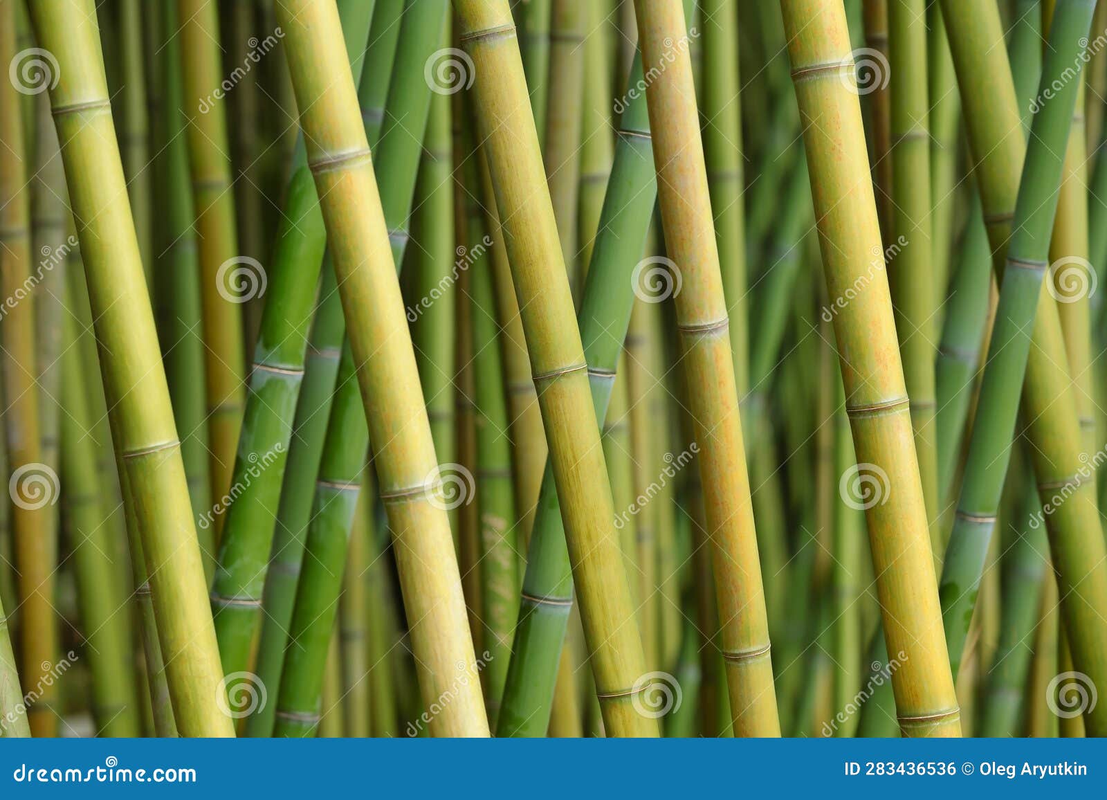 Natural Green Bamboo Texture Background Stock Photo - Image of plant ...