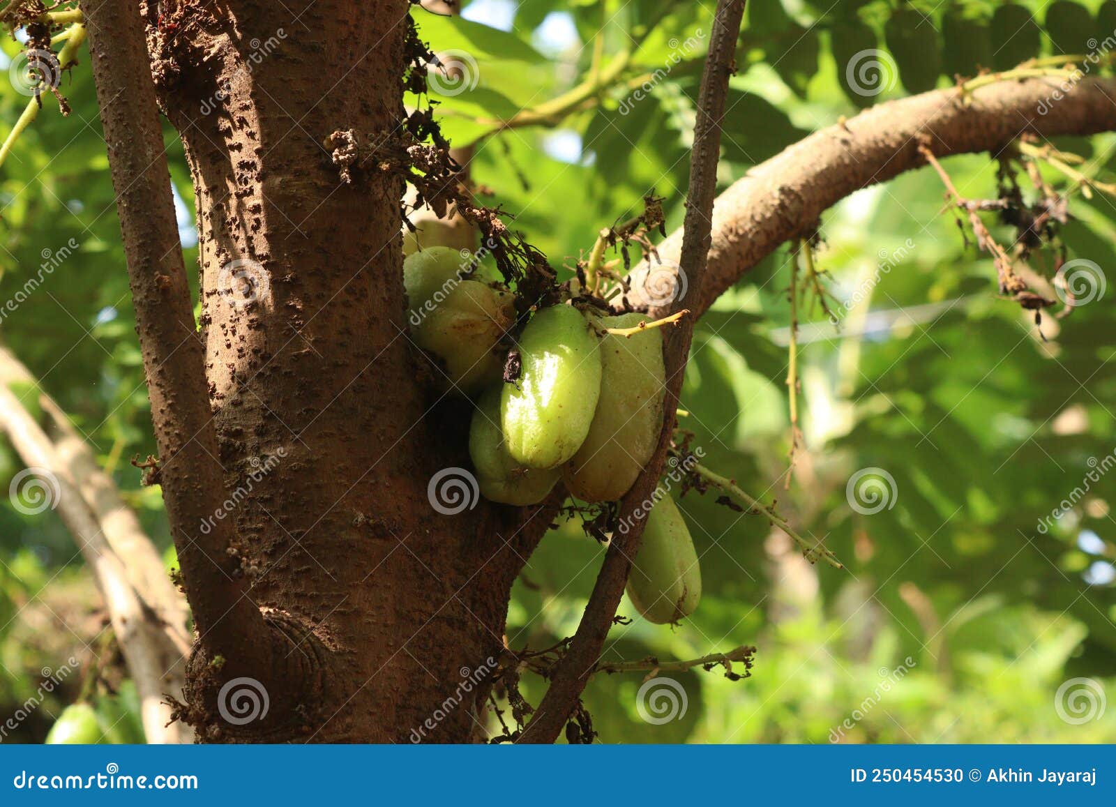A Natural Green Bimbili Fruit Stock Photo - Image of antioxidant ...