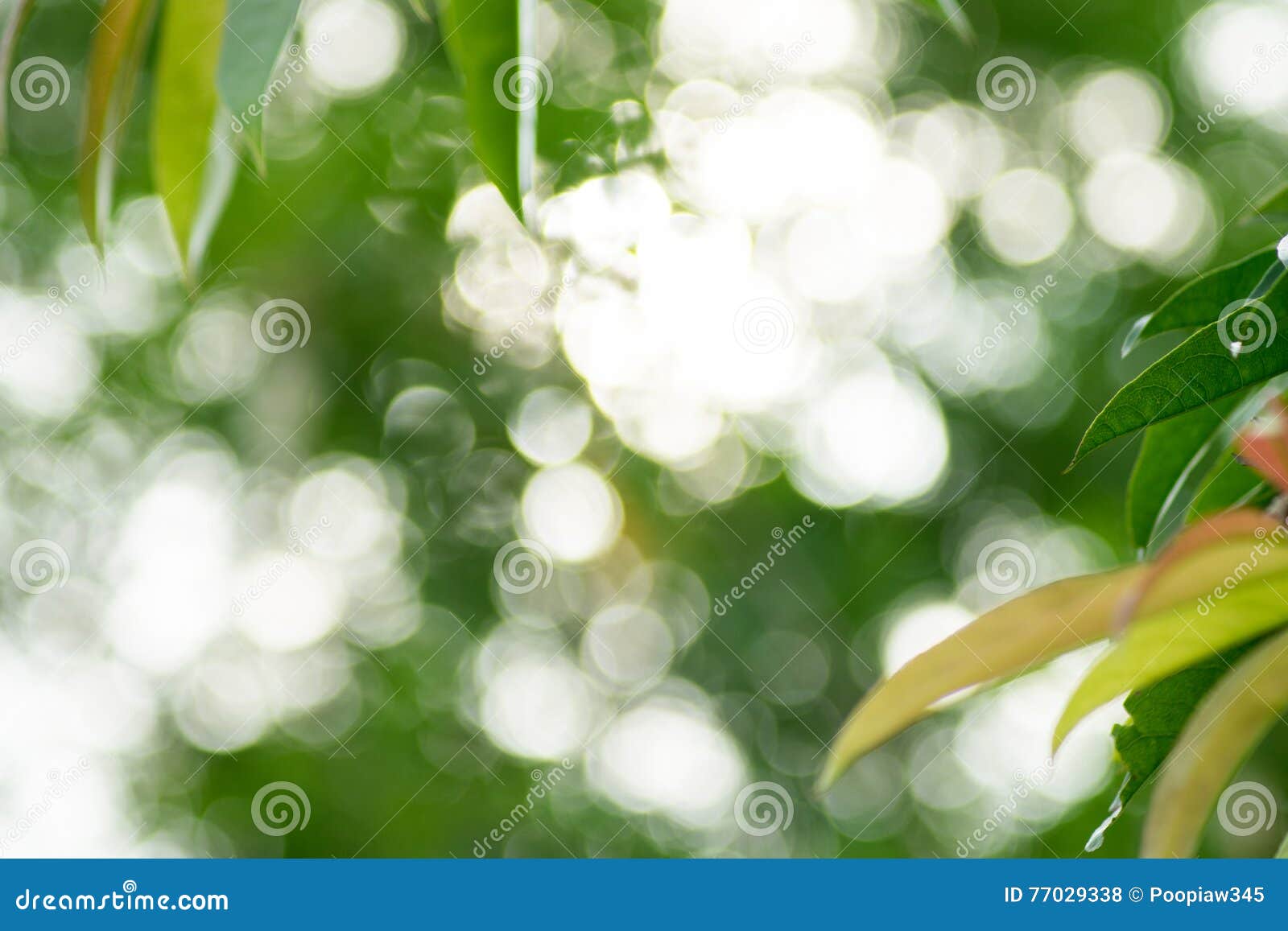 Natural Green Bokeh Background Stock Photo - Image of green, color ...