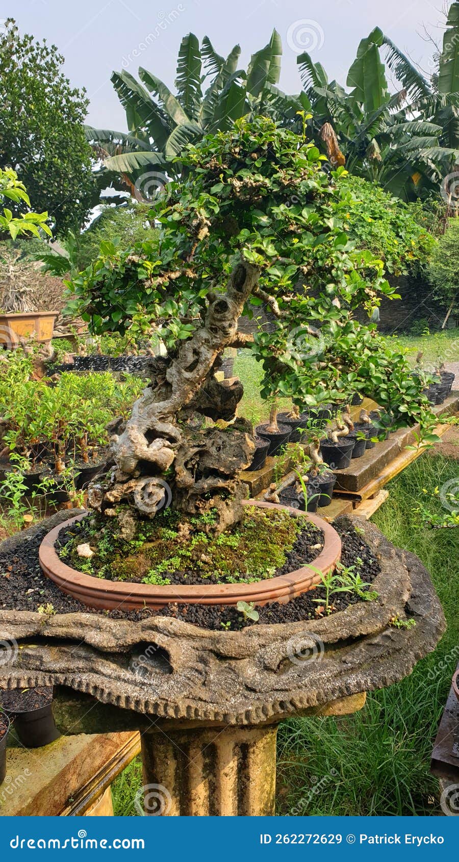 Natural Green Bonsai stock image. Image of natural, green - 262272629