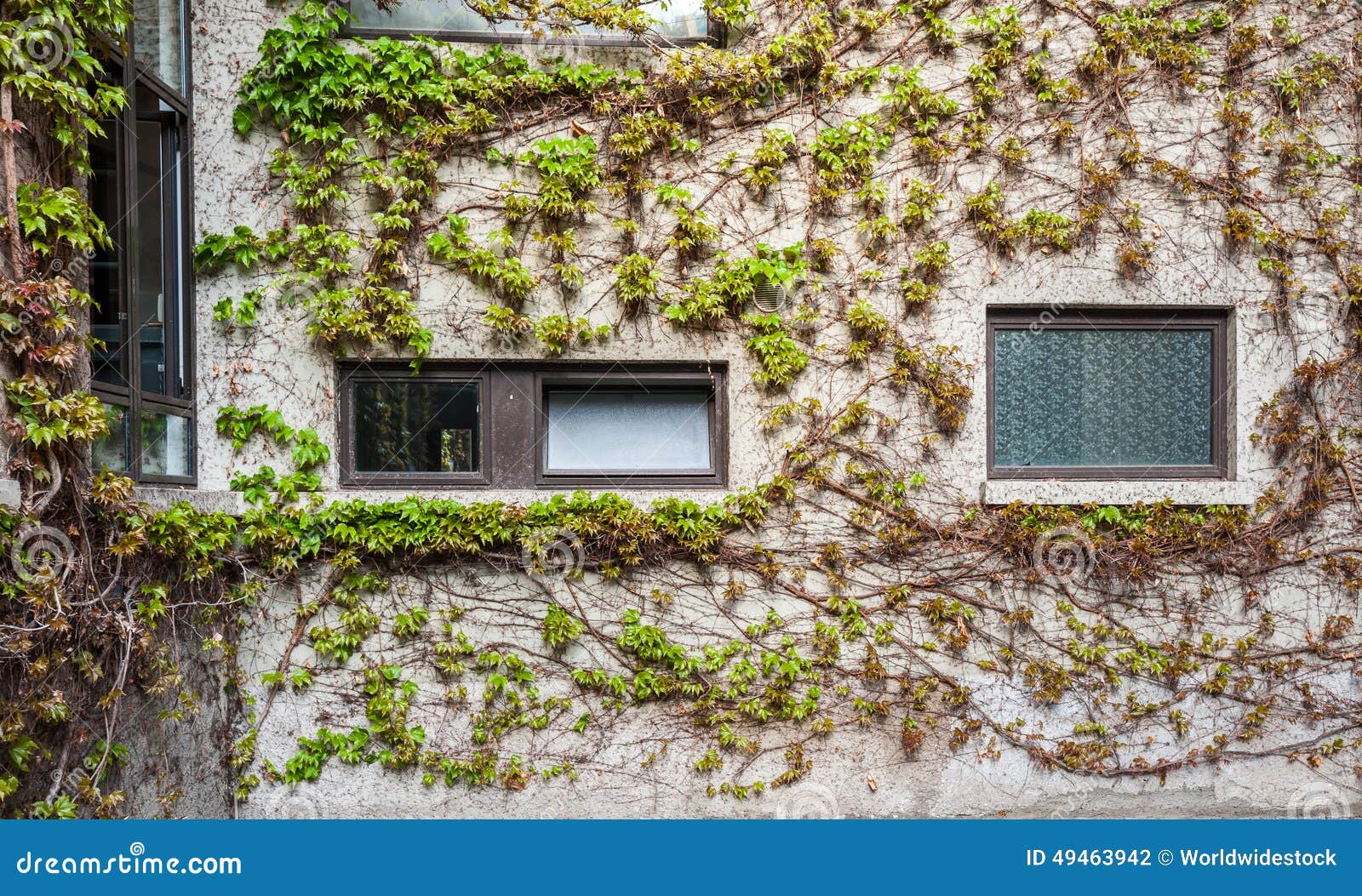 Natural Green Climbing Tree Stock Photo - Image of concept, beautiful ...