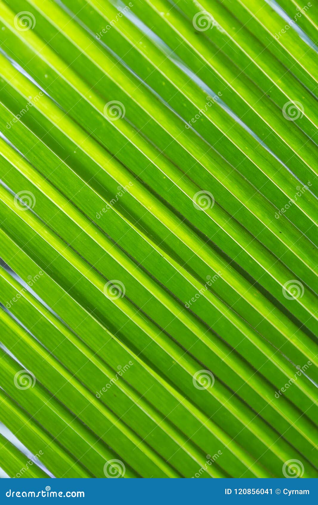 Natural Green Diagonal Lines on Palm Tree Leaf, Green Abstract ...