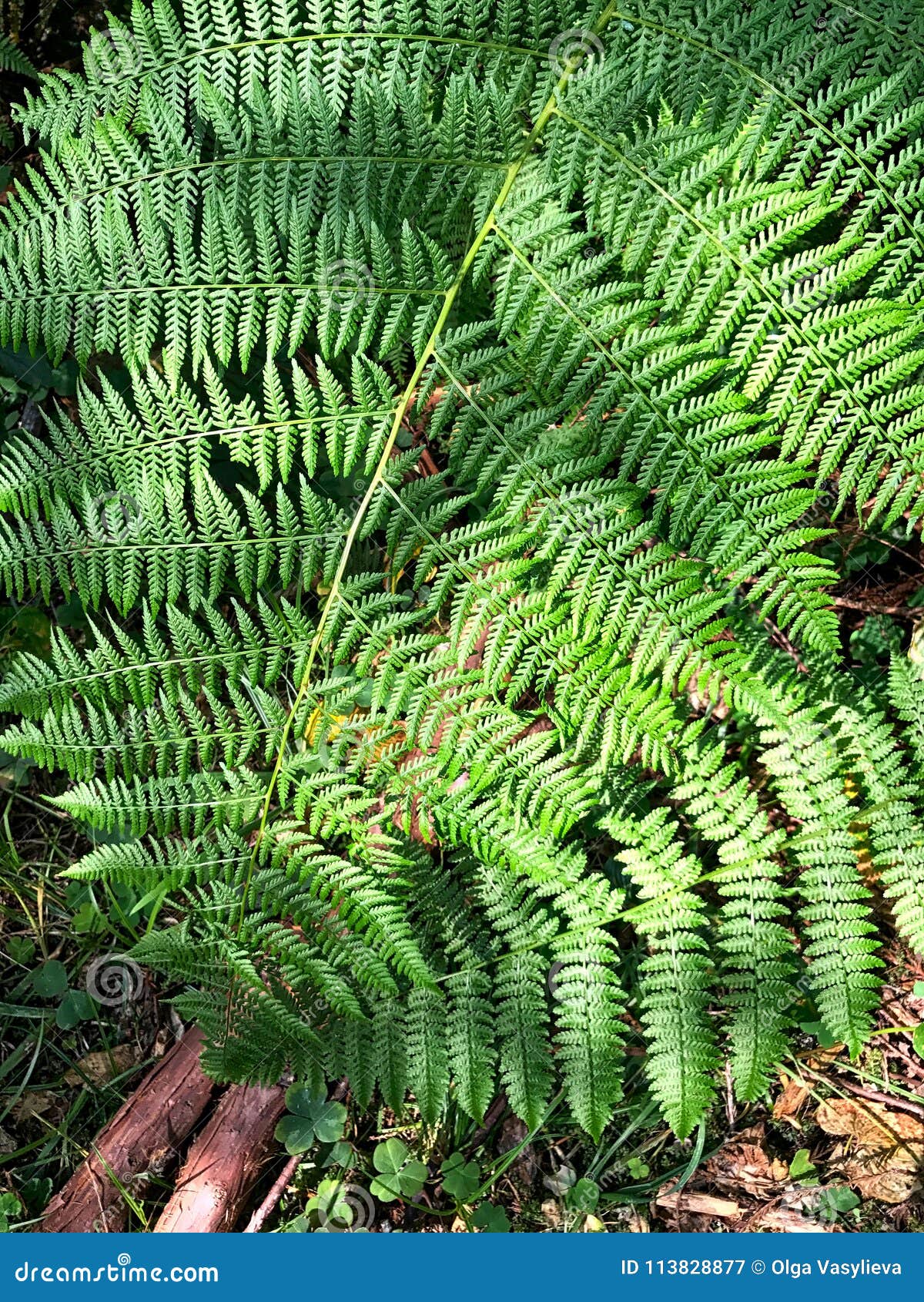 Natural Green Fern in the Forest Stock Image - Image of fern, green ...