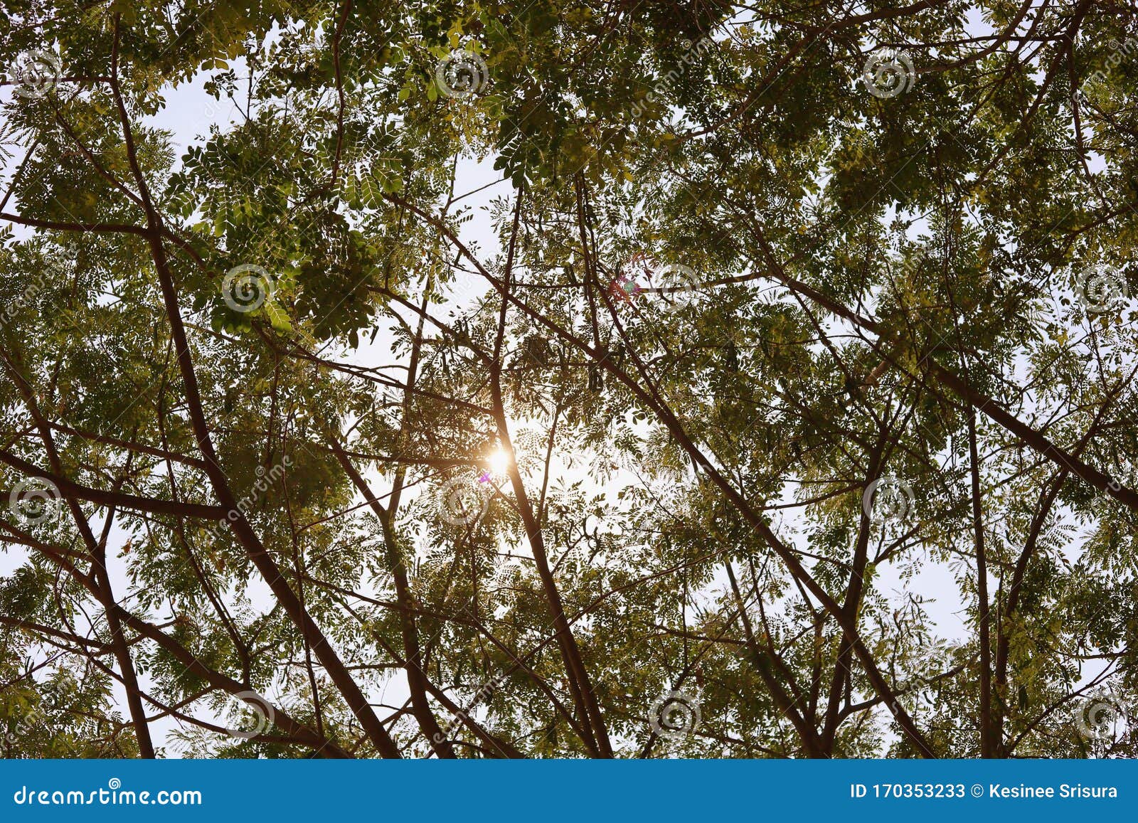 Natural Green Forest Tree Branches Stock Image - Image of growth, trunk ...