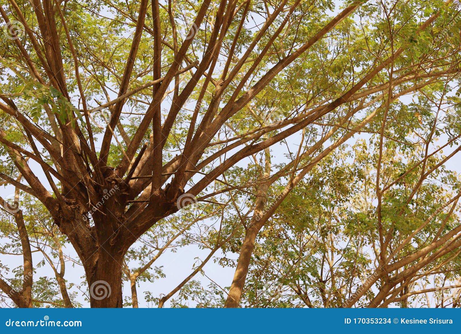 Natural Green Forest Tree Branches Stock Photo - Image of nature ...