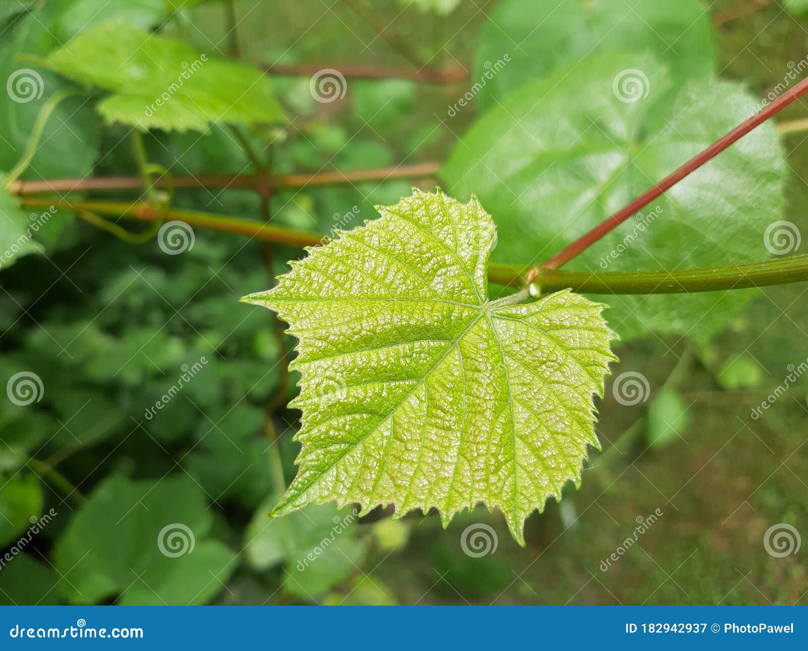 Natural green grape leaf stock image. Image of season - 182942937