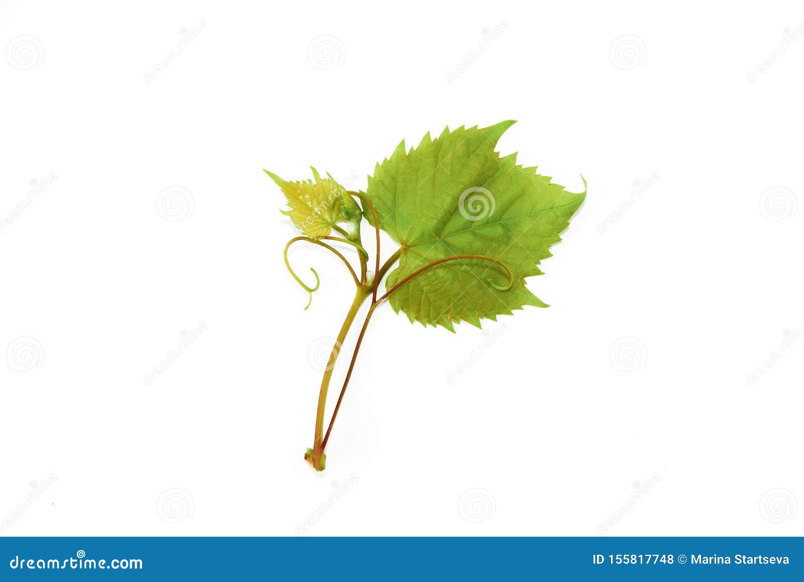 Natural Green Grape Leaves with Veins on a White Background Stock Photo ...
