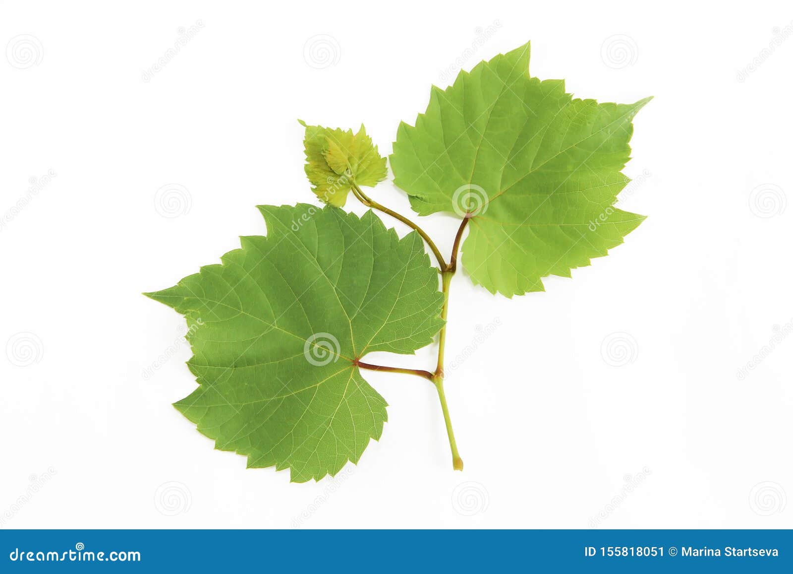 Natural Green Grape Leaves with Veins on a White Background Stock Image ...
