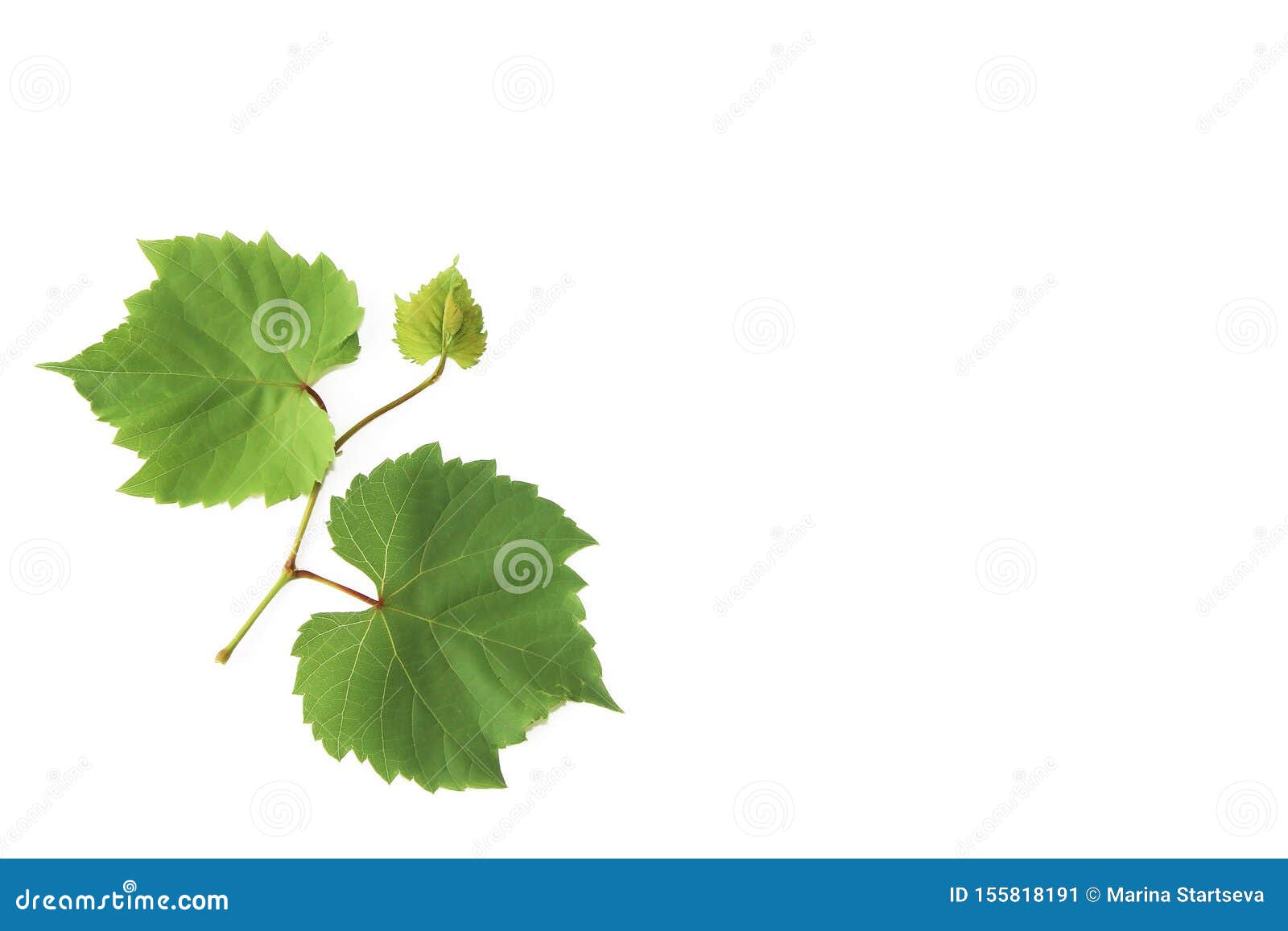 Natural Green Grape Leaves with Veins on a White Background Stock Image ...