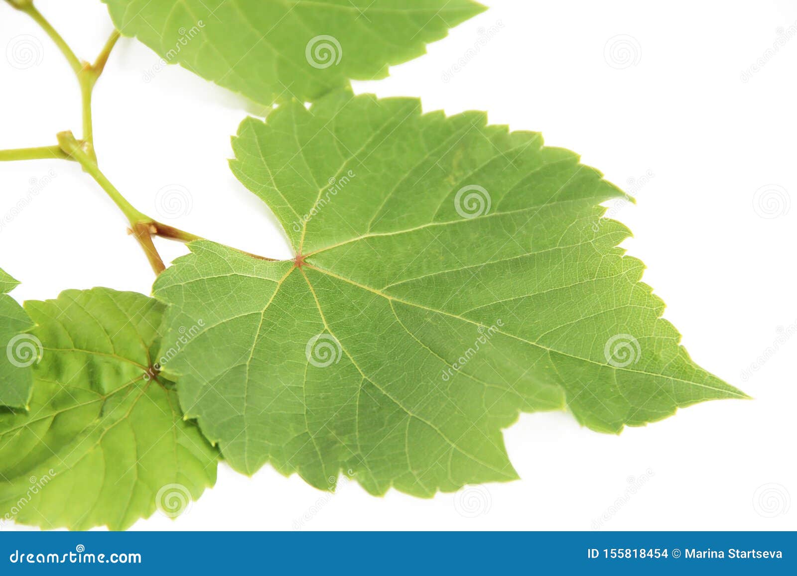 Natural Green Grape Leaves with Veins on a White Background Stock Photo ...