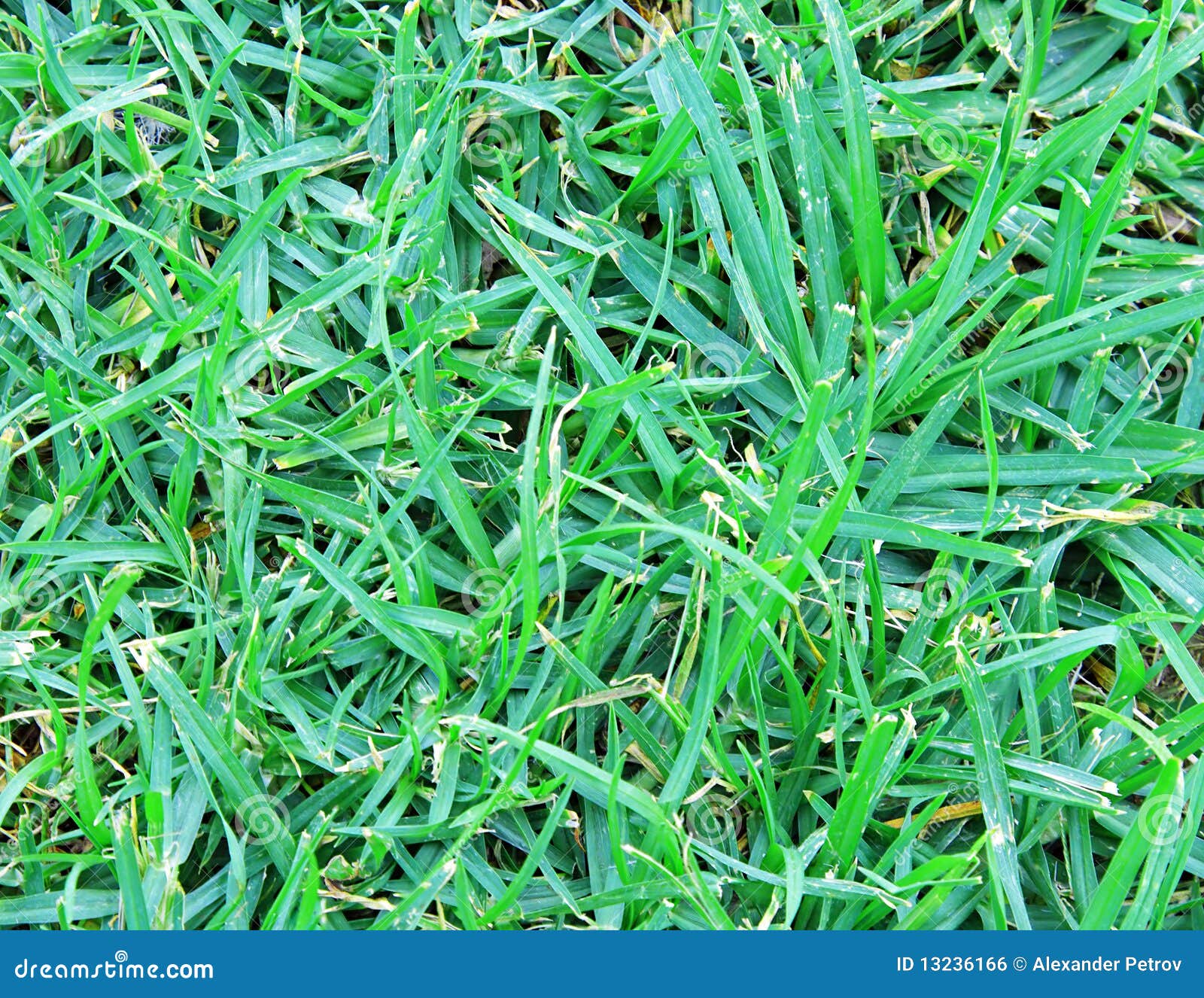 Natural green grass stock photo. Image of field, ecological - 13236166