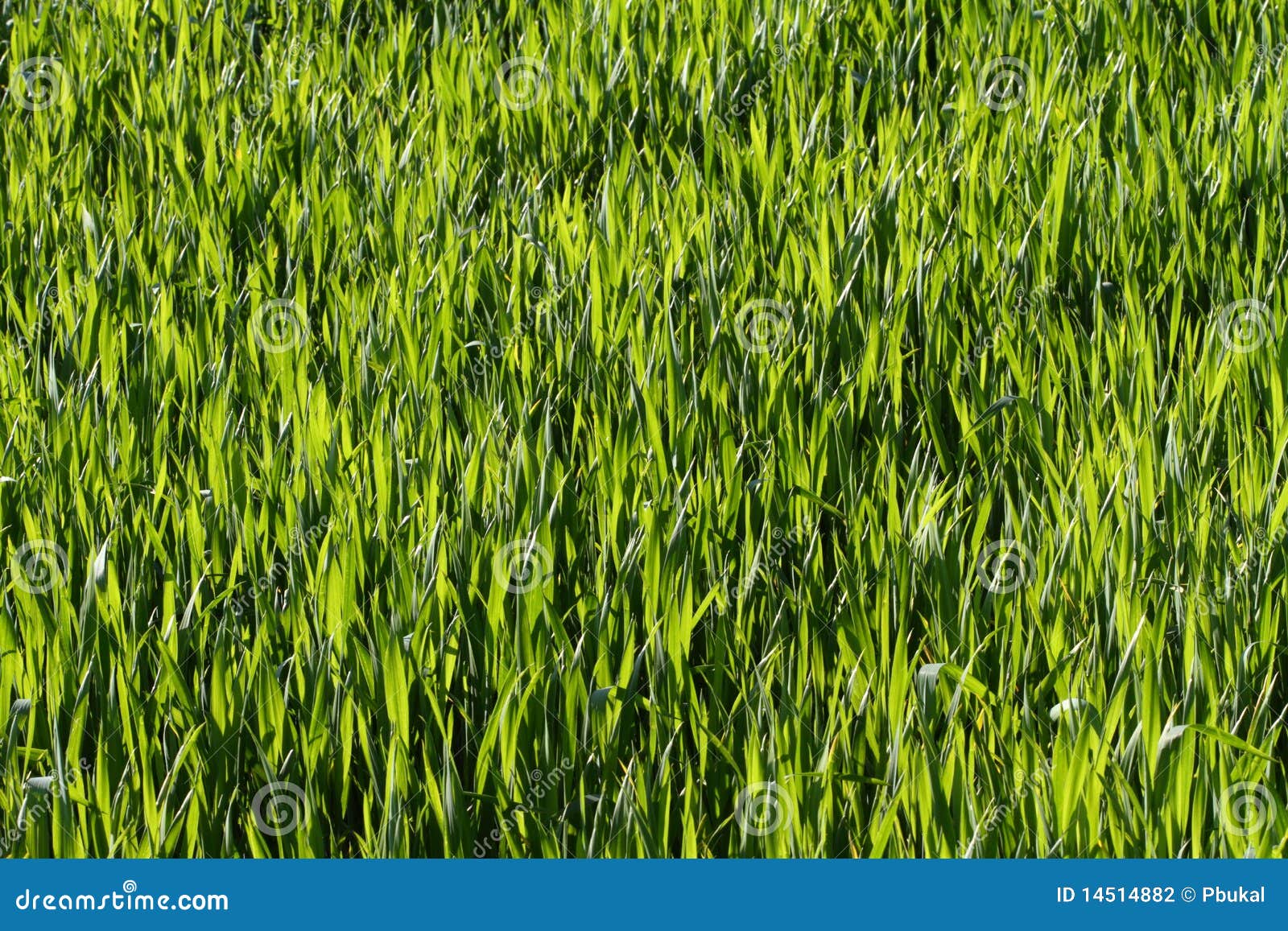 Natural green grass stock photo. Image of landscape, natural - 14514882