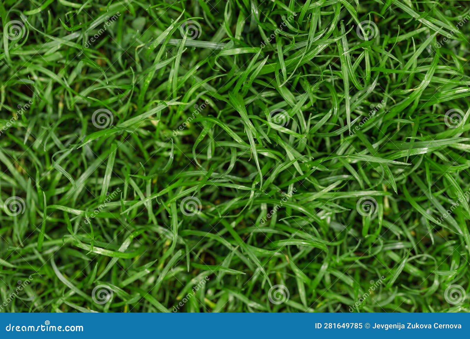 Natural Green Grass Background, Fresh Lawn Top View. Stock Image ...