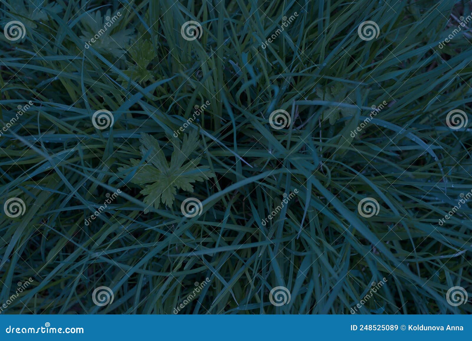 Natural Green Grass Background Fresh Lawn Top View Stock Image Image Of Fresh Garden 248525089