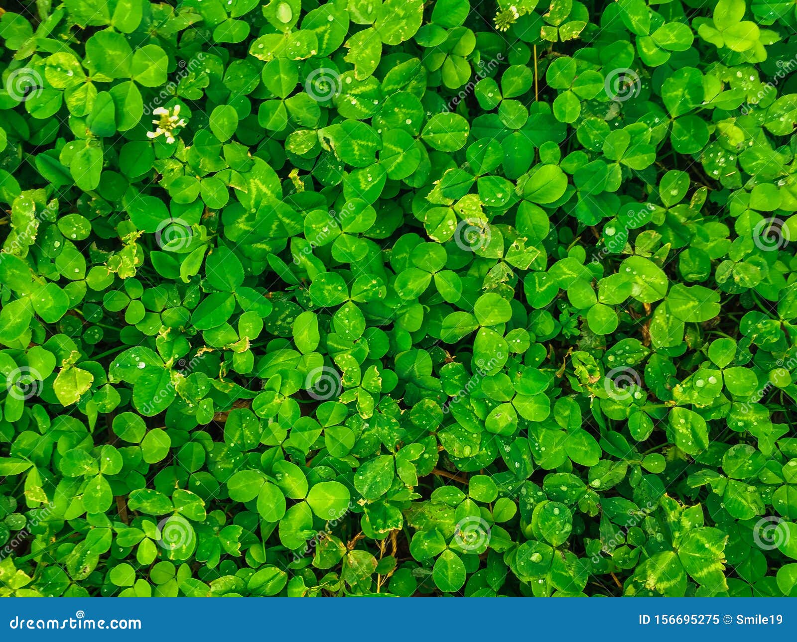 5,147 Green Grass Clover Texture Photos - Free & Royalty-Free Stock ...
