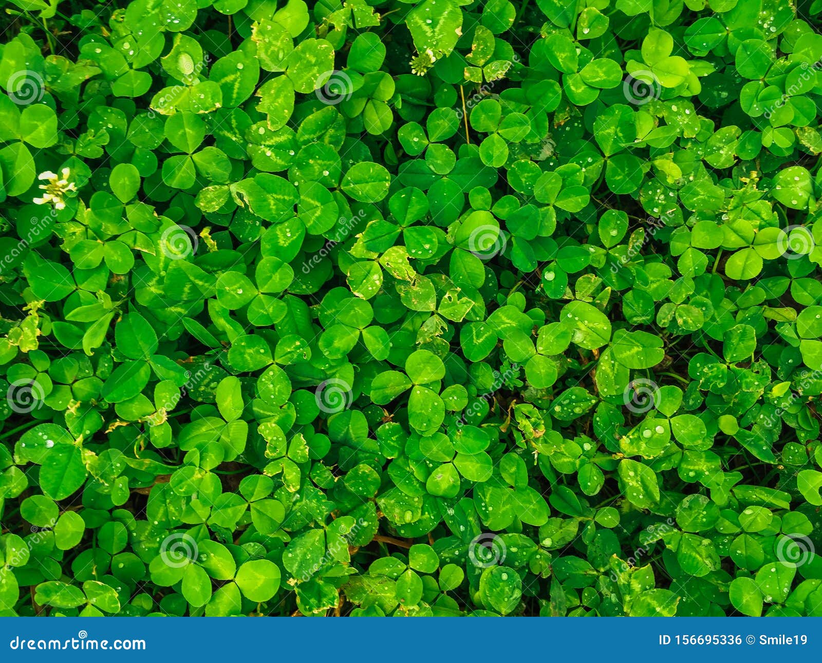 Natural Green Grass Clover Texture. Natural Background Stock Photo ...