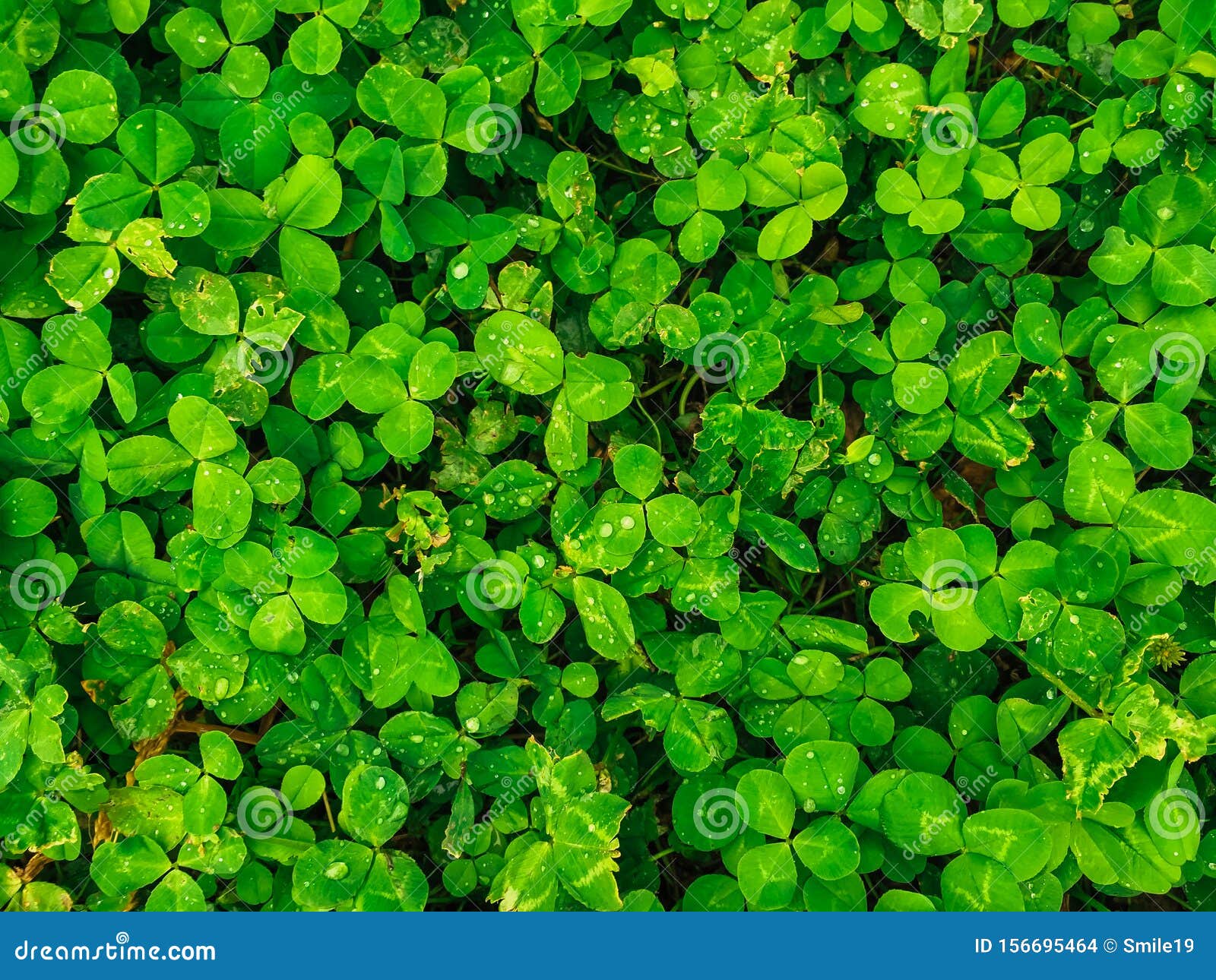 Natural Green Grass Clover Texture. Natural Background Stock Photo ...