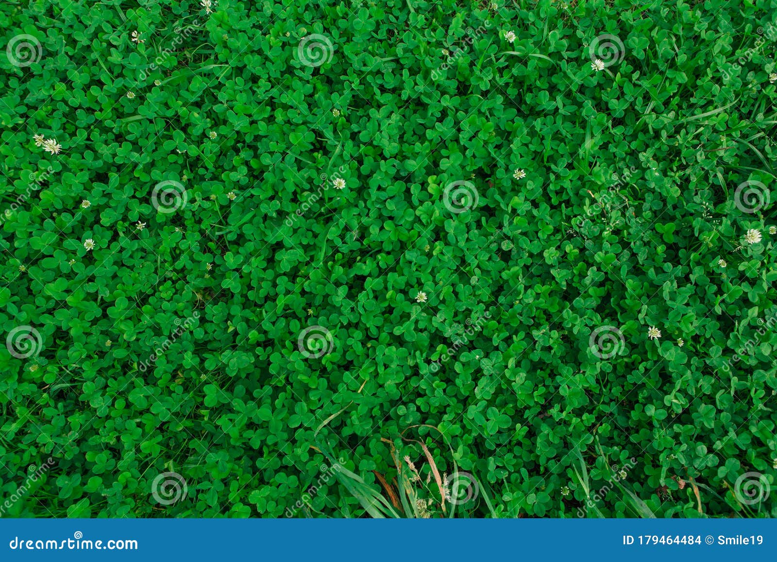 Natural Green Grass Clover Texture. Natural Background Stock Photo ...