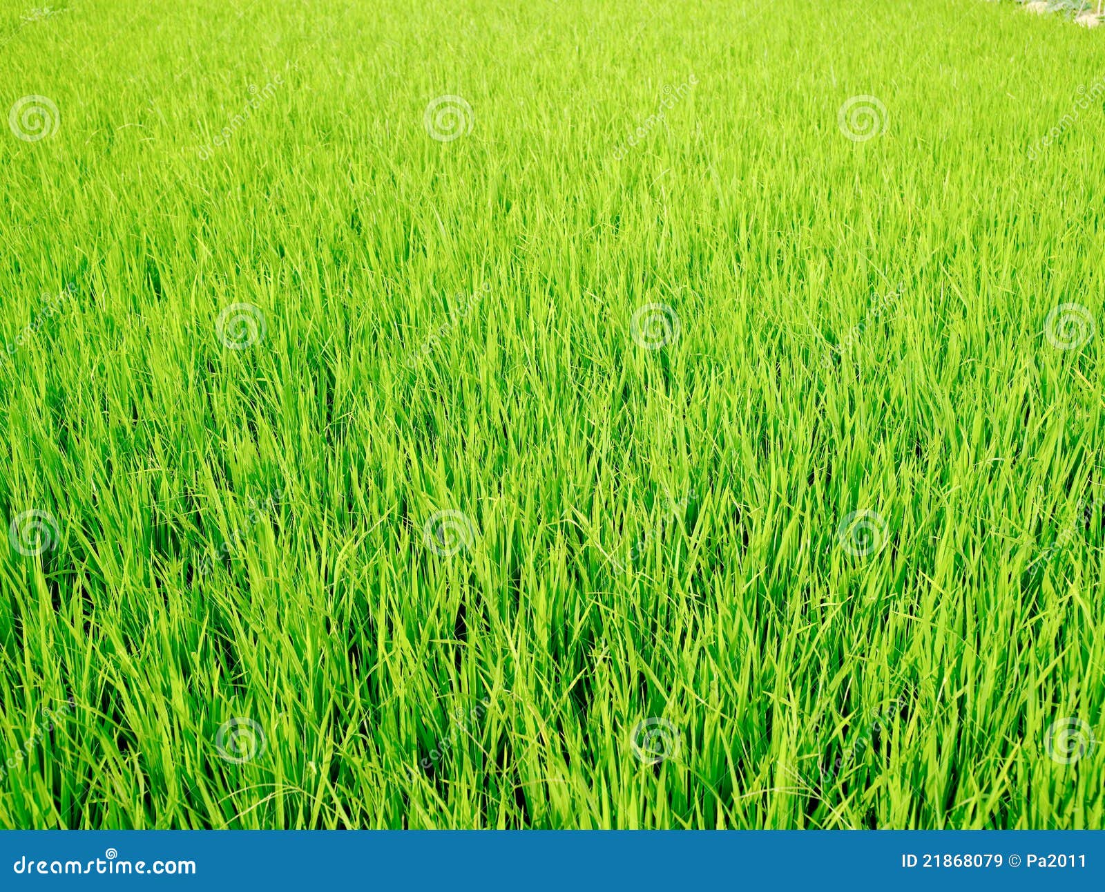 Natural green grass field stock image. Image of natural - 21868079