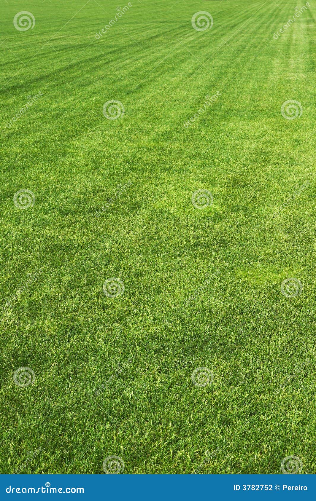 Natural green grass field stock photo. Image of green - 3782752