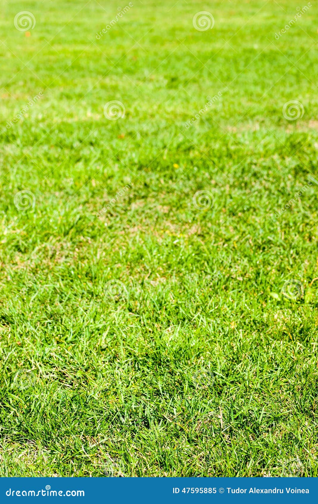 Natural Green Grass Field Texture in Bright Sunlight Stock Image ...