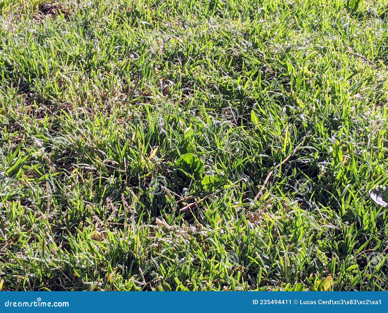 Natural Green Grass Horizontal Wallpaper Stock Image - Image of green ...