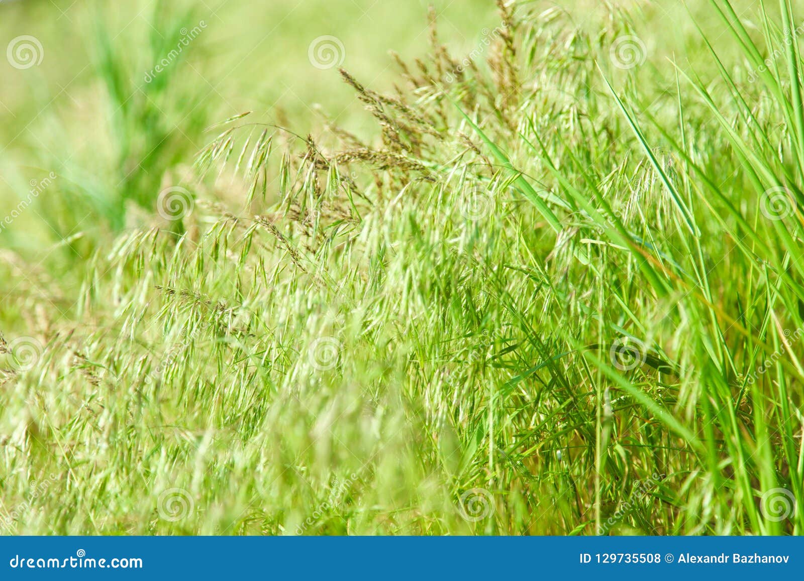 Natural green grass. stock photo. Image of summer, copy - 129735508