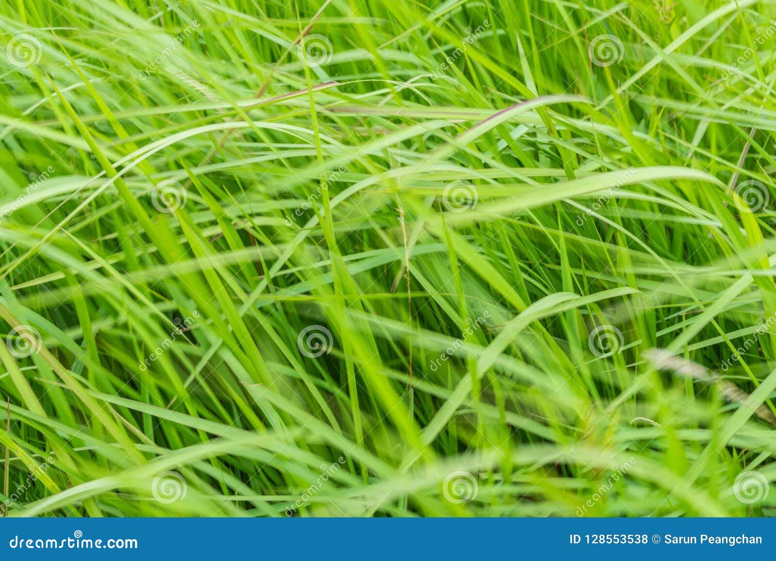 A natural green grass. stock photo. Image of horizontal - 128553538
