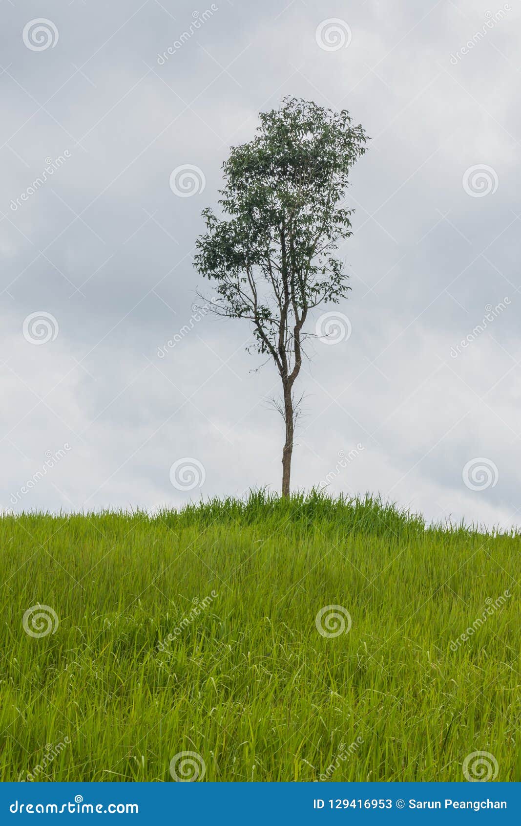 A Natural Green Grass and Tree. Stock Image - Image of outdoors, color ...