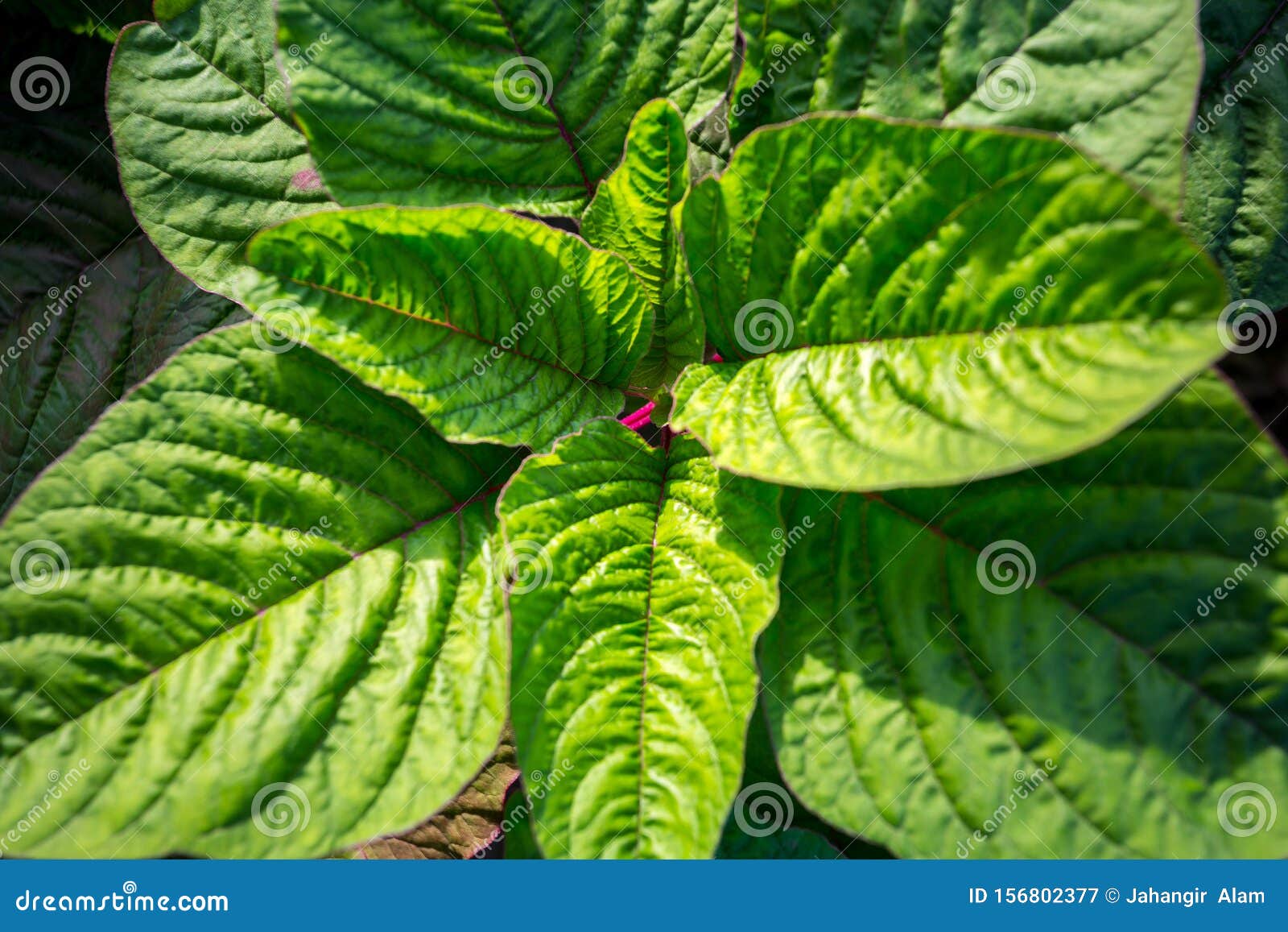 Natural Green Leaf Background. Steam Amaranth Leaf Top Views. Stock ...
