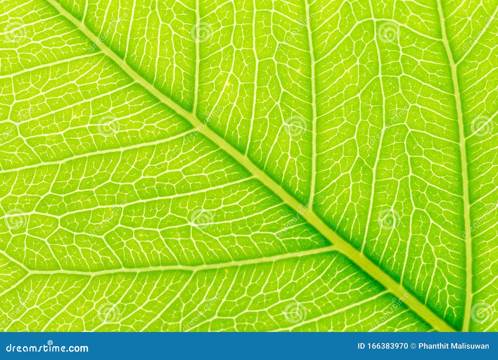 Natural Green Leaf Background with Light Behind for Graphic Design ...