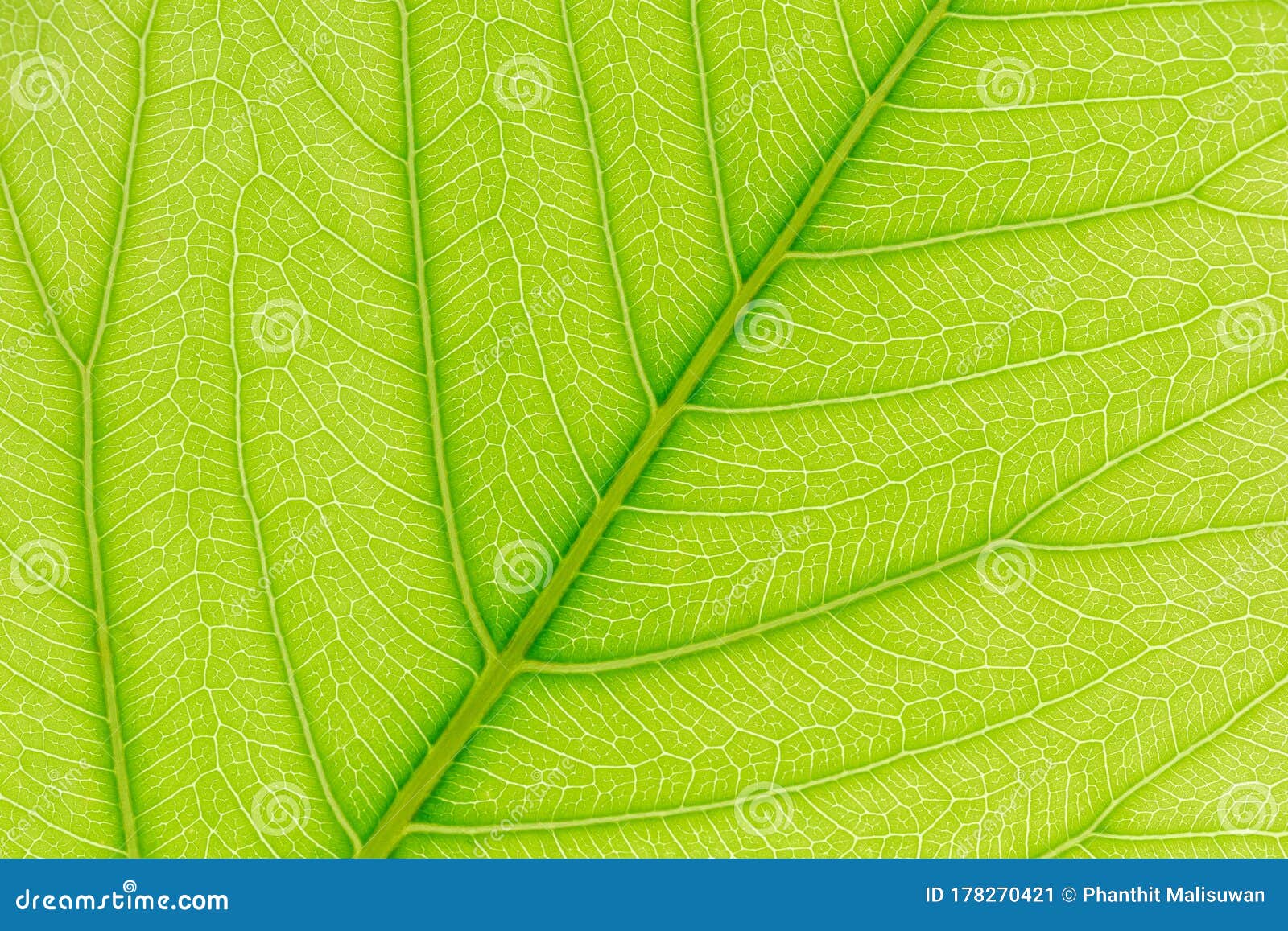 Natural Green Leaf Background with Light Behind for Graphic Design ...