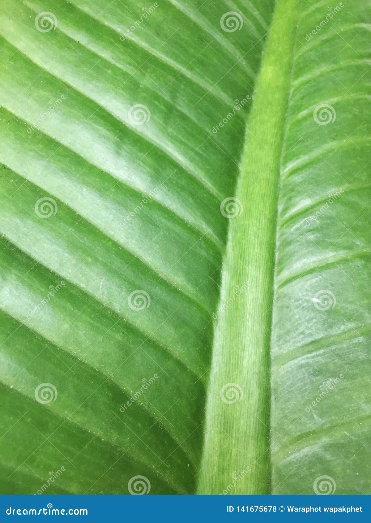 Natural Green Leaf Pattern Background Stock Photo - Image of green ...