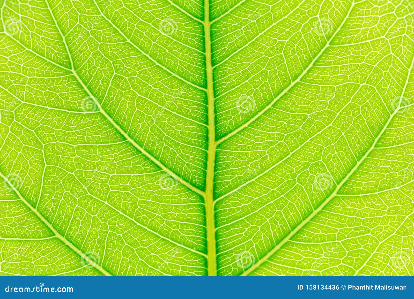 Natural Green Leaf Pattern Texture Background with Light Behind for ...