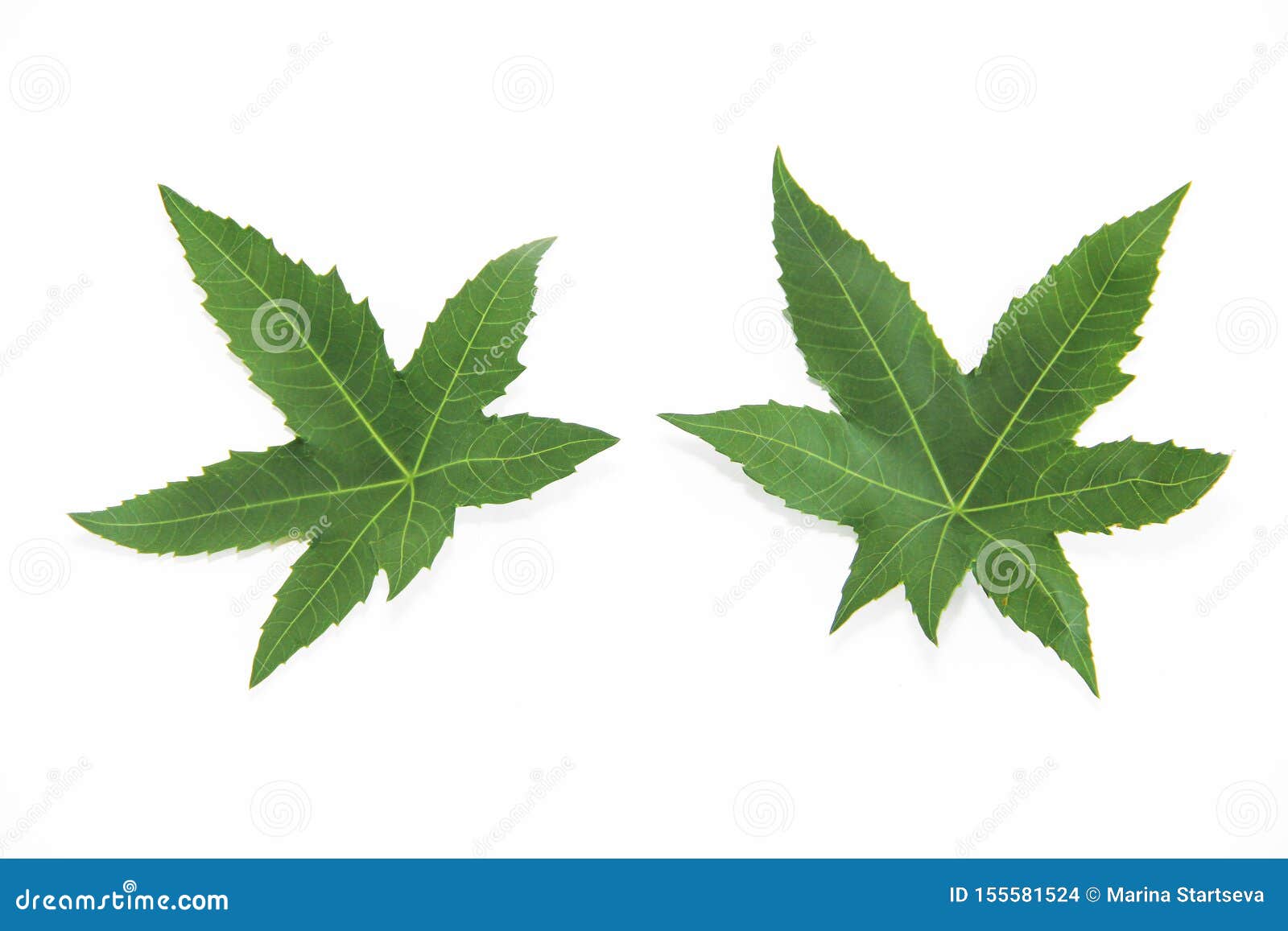 Natural Green Leaf Plane Tree with Veins on a White Background Stock ...