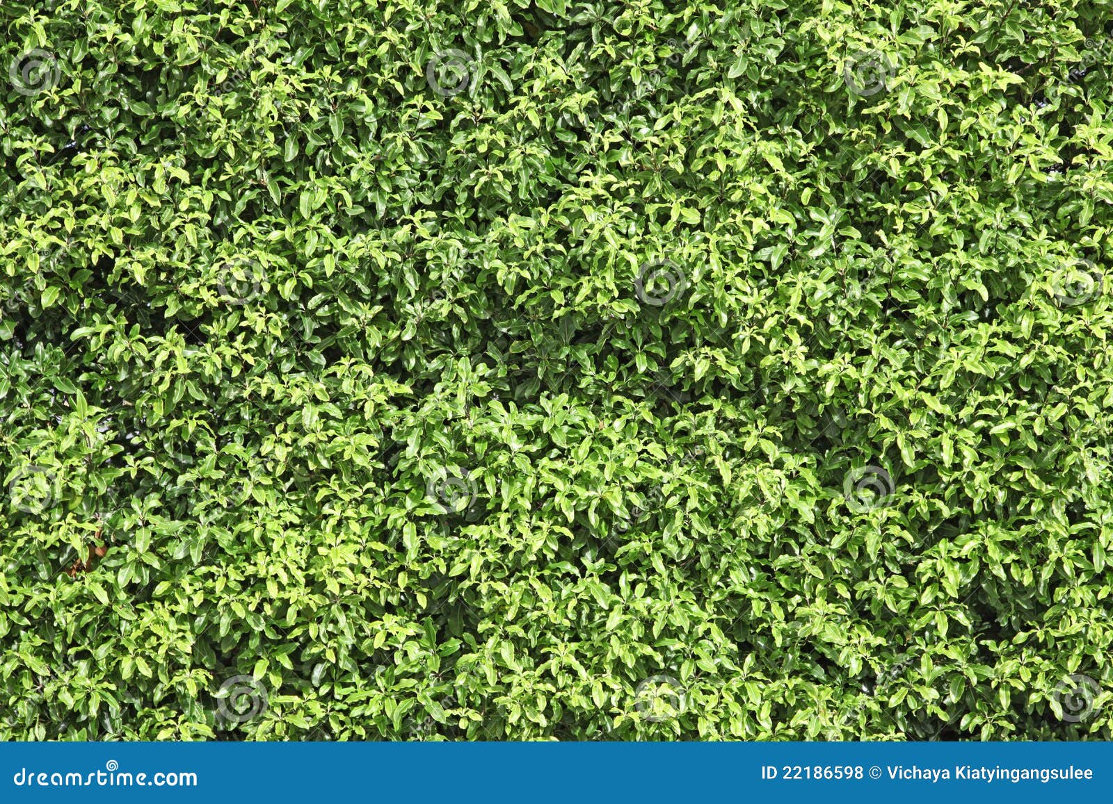 Natural Green Leaf Seamless Bush Wall Stock Photo - Image of lawn ...
