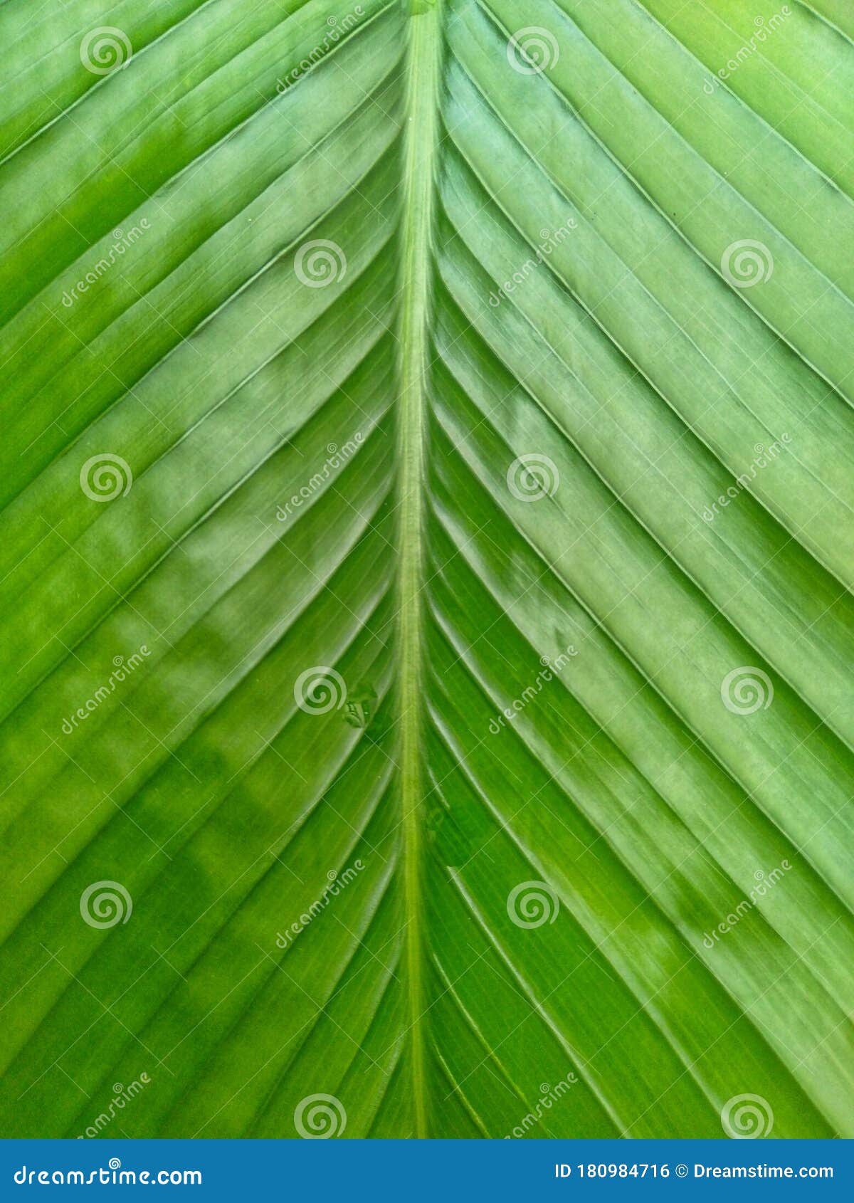 Natural Green Leaf Texture. Material Green Leaf Stock Photo - Image of ...