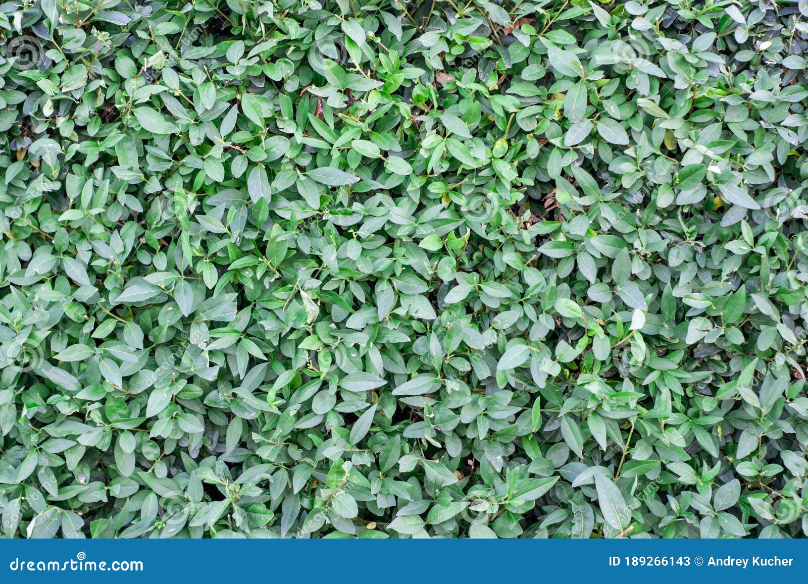 Natural Green Leaf Wall, Texture Background Stock Image - Image of ...